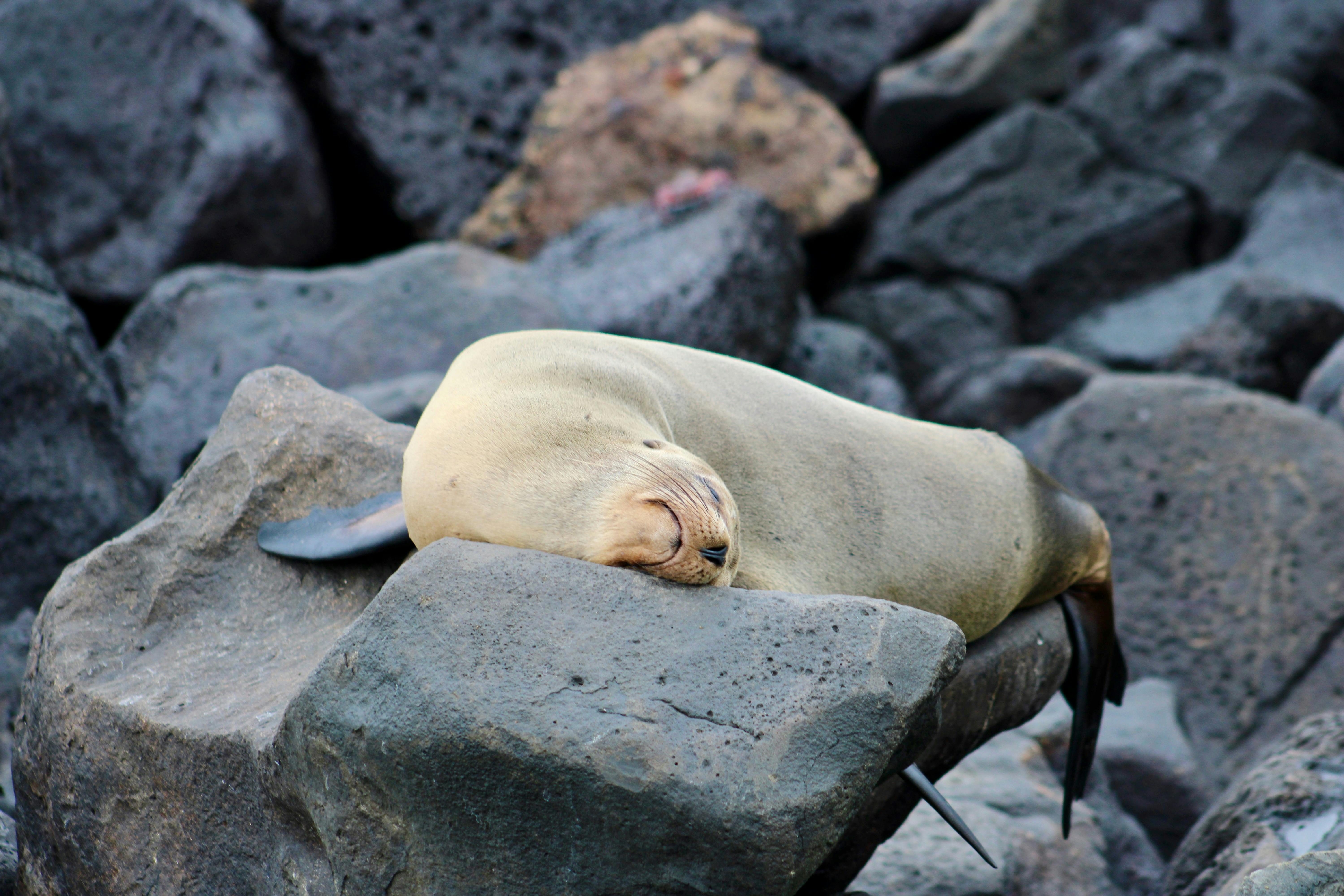 Seal Sleeping on Rocks · Free Stock Photo