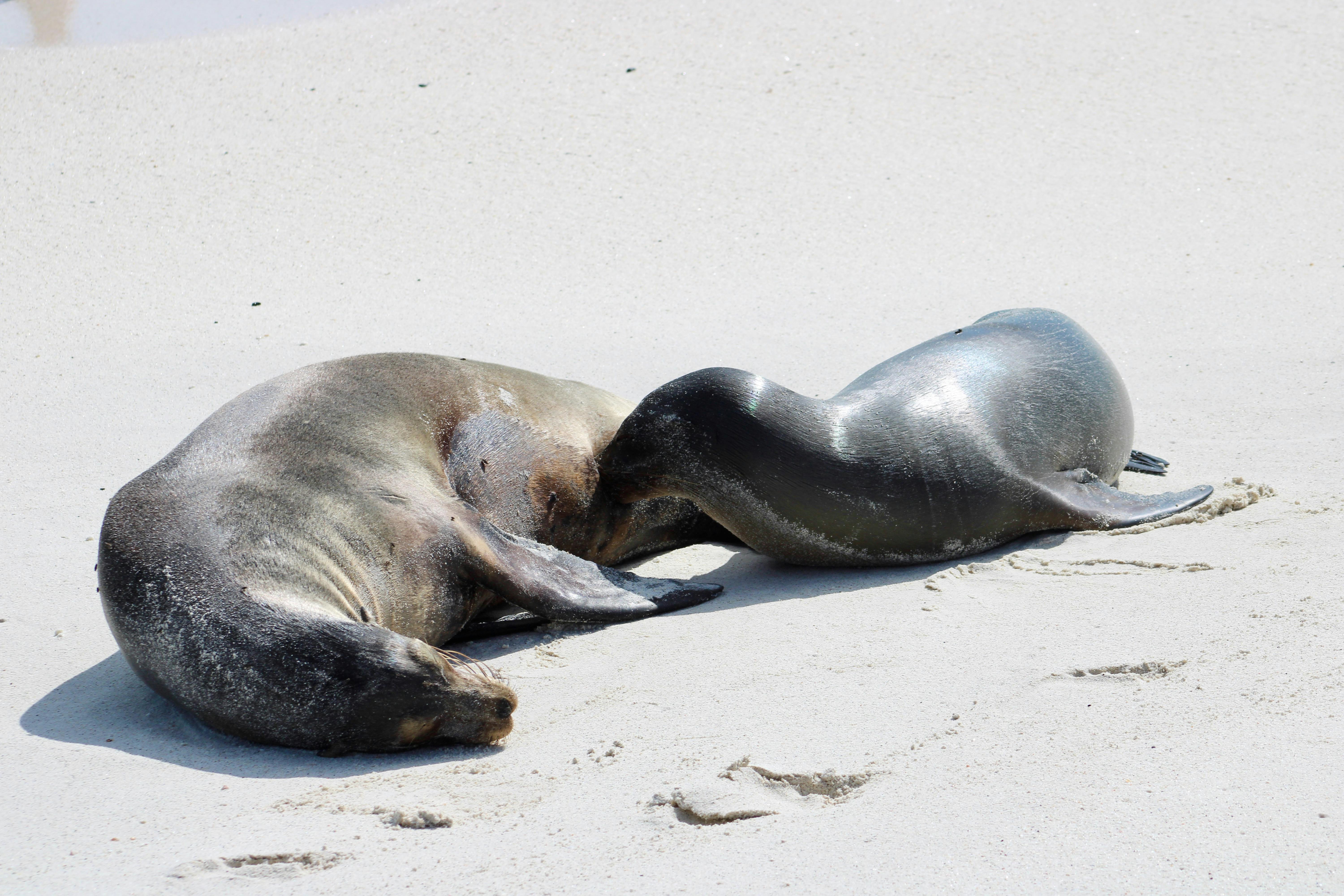 Two Seals on Beach · Free Stock Photo