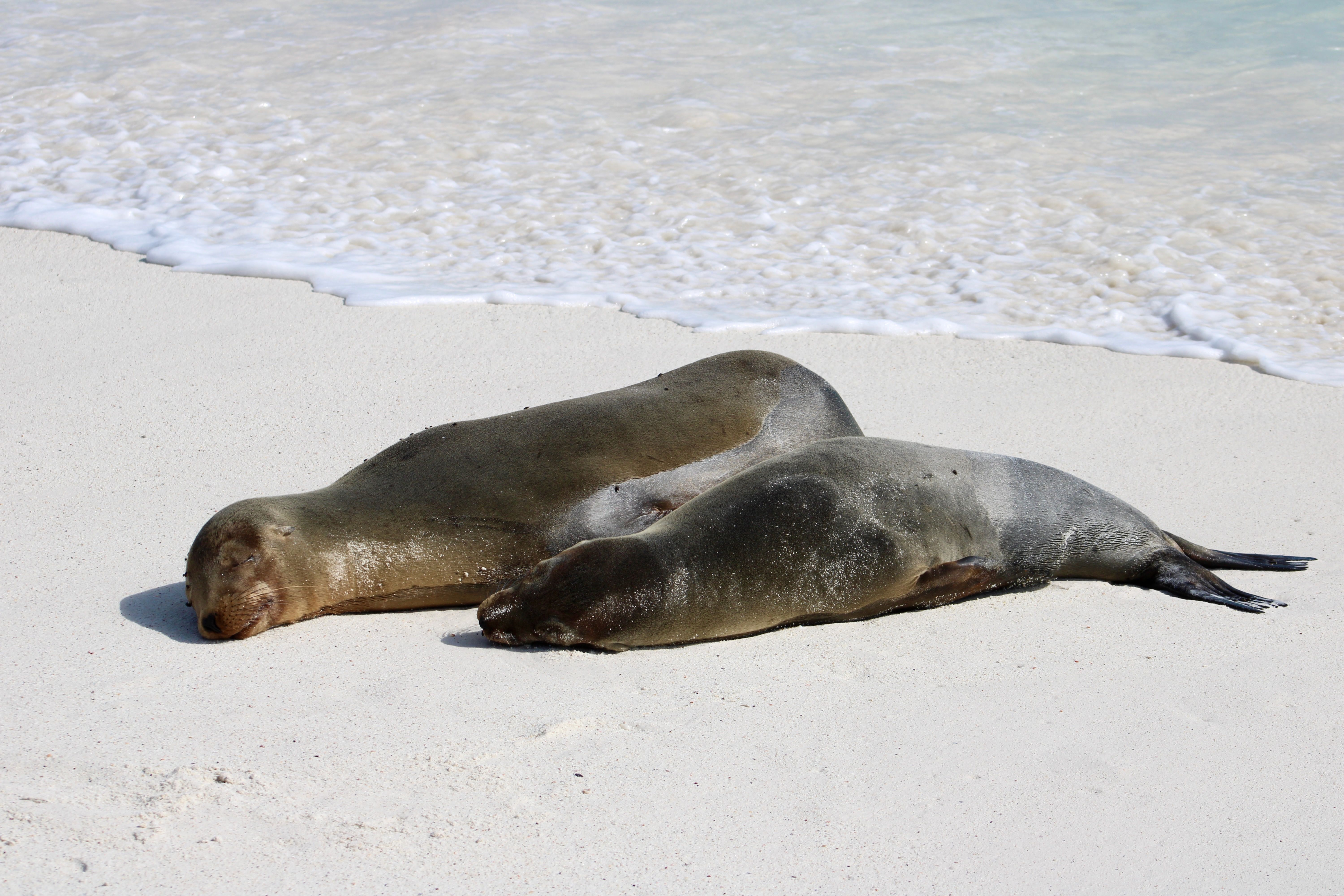 Galápagos Sea Lion Photos, Download The BEST Free Galápagos Sea Lion ...