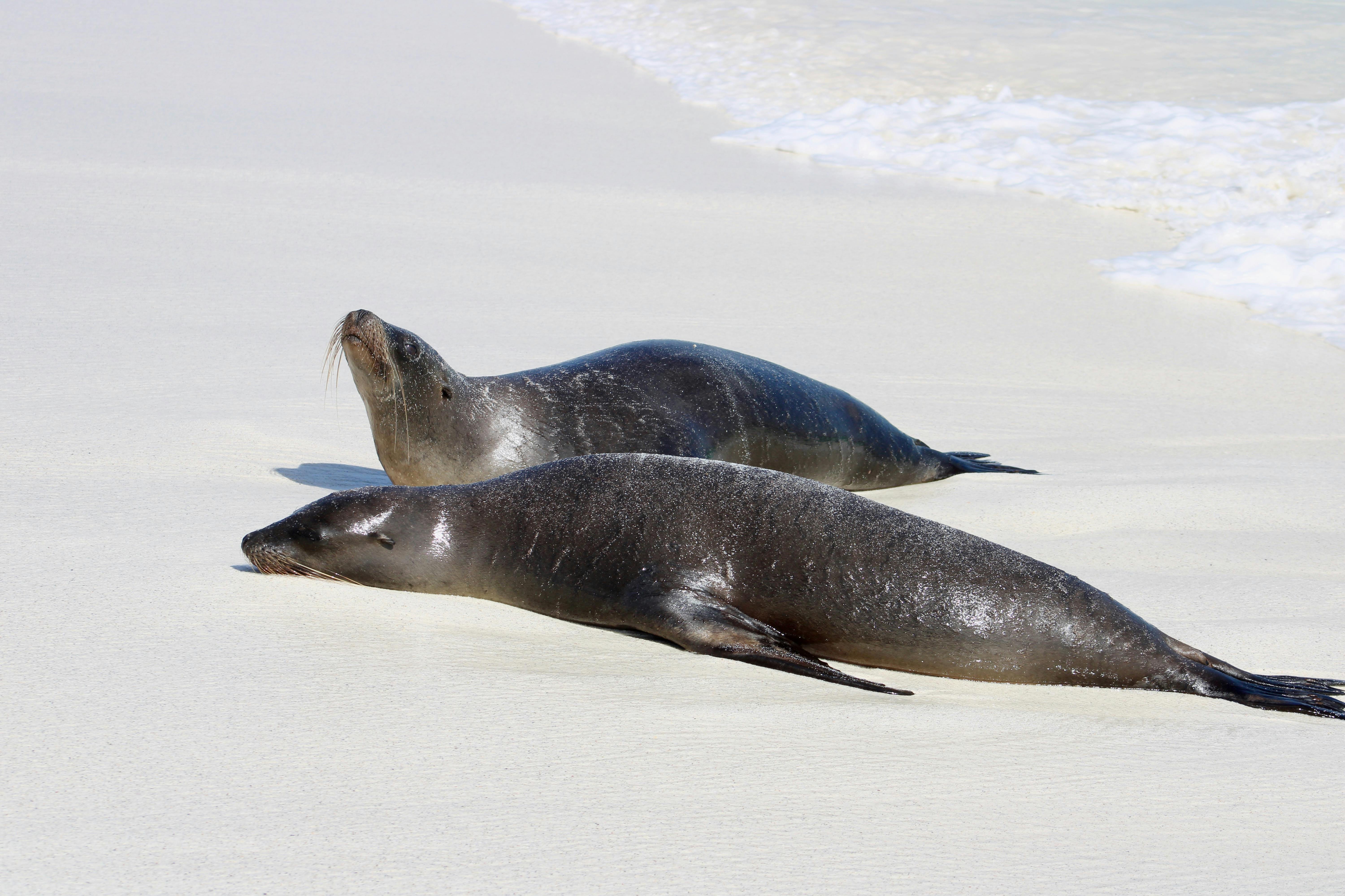 Two Seals on Sandy Beach · Free Stock Photo