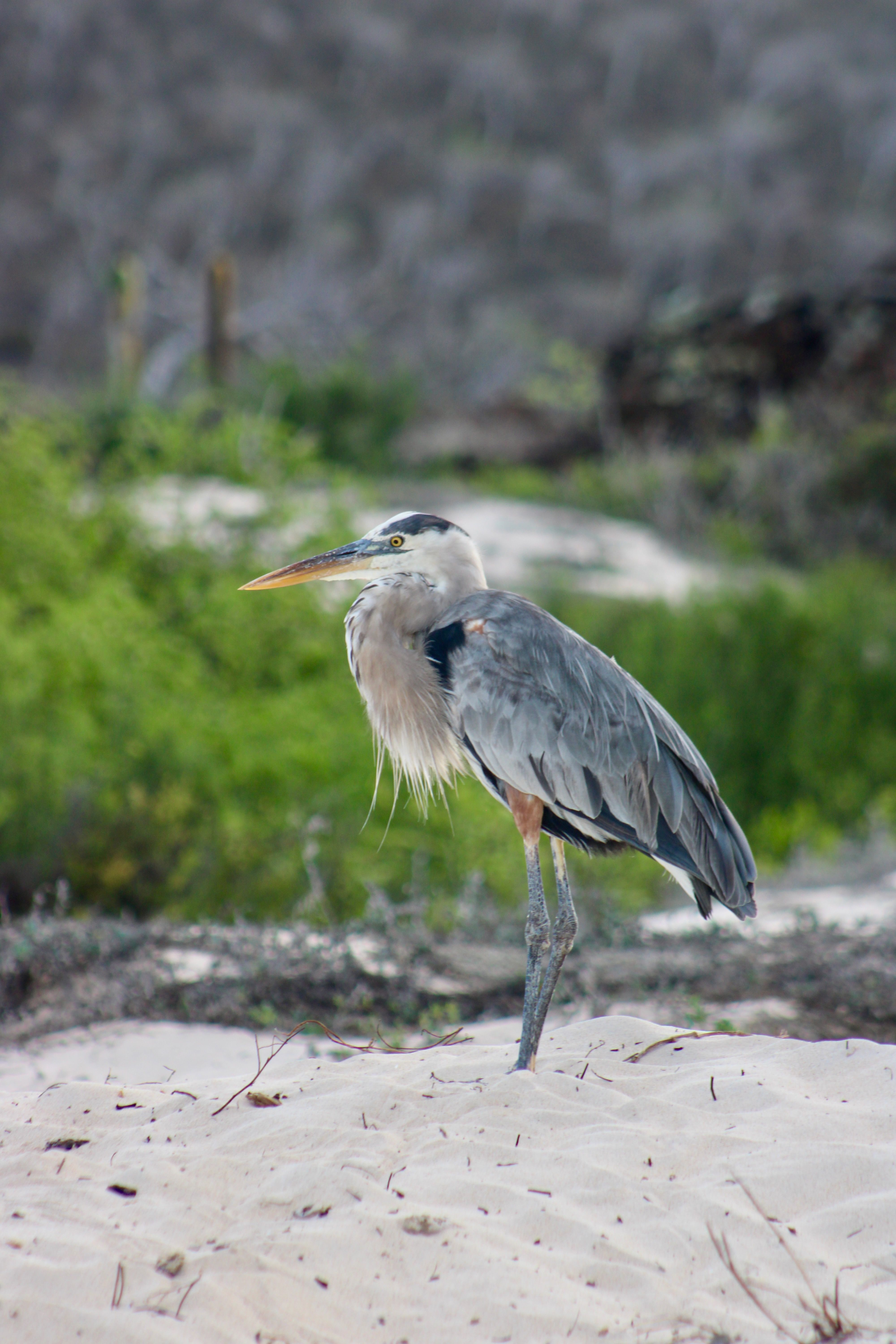 Great Blue Heron on Sand · Free Stock Photo