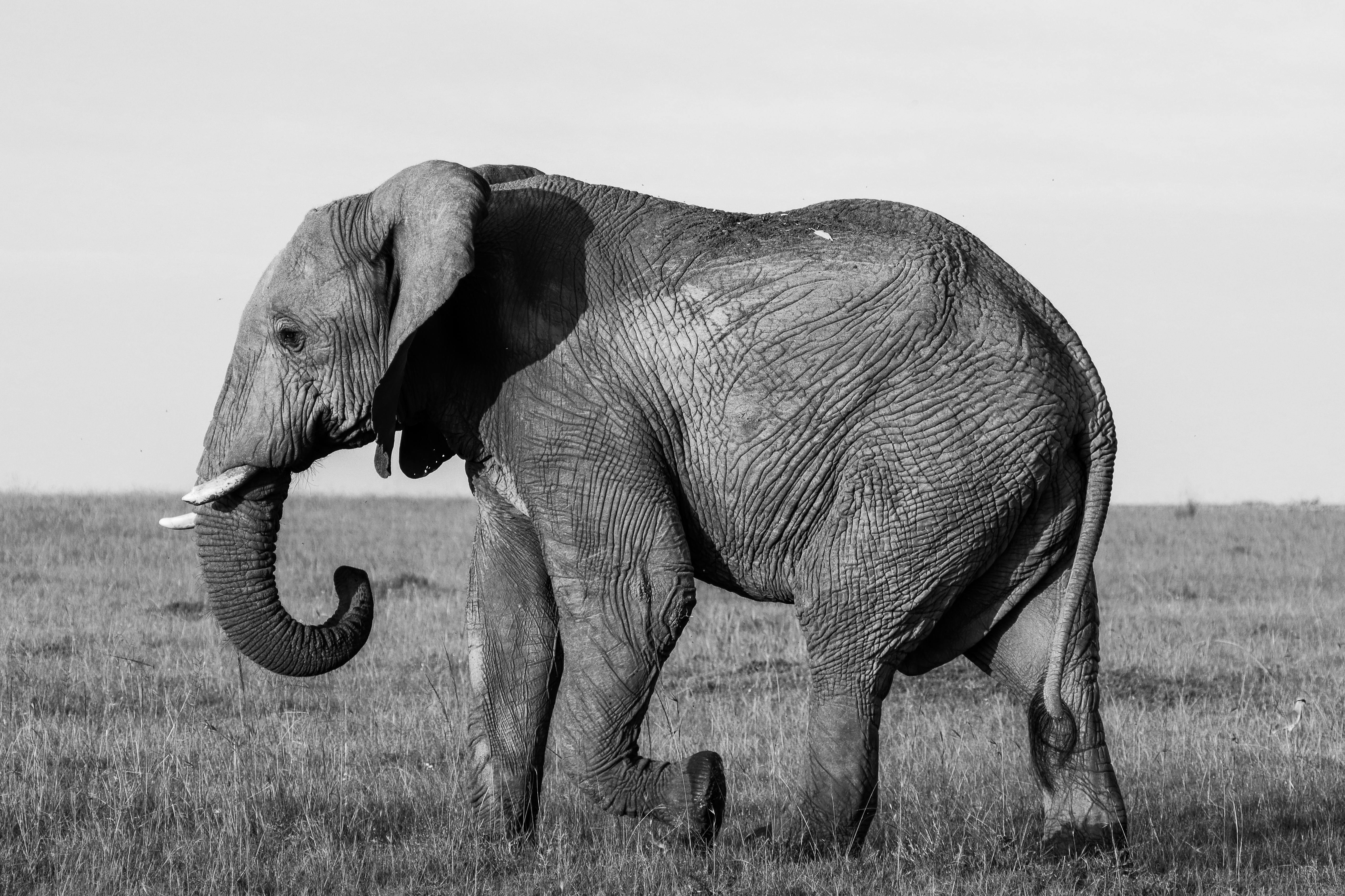 Ndovu Nyika B/W · Free Stock Photo