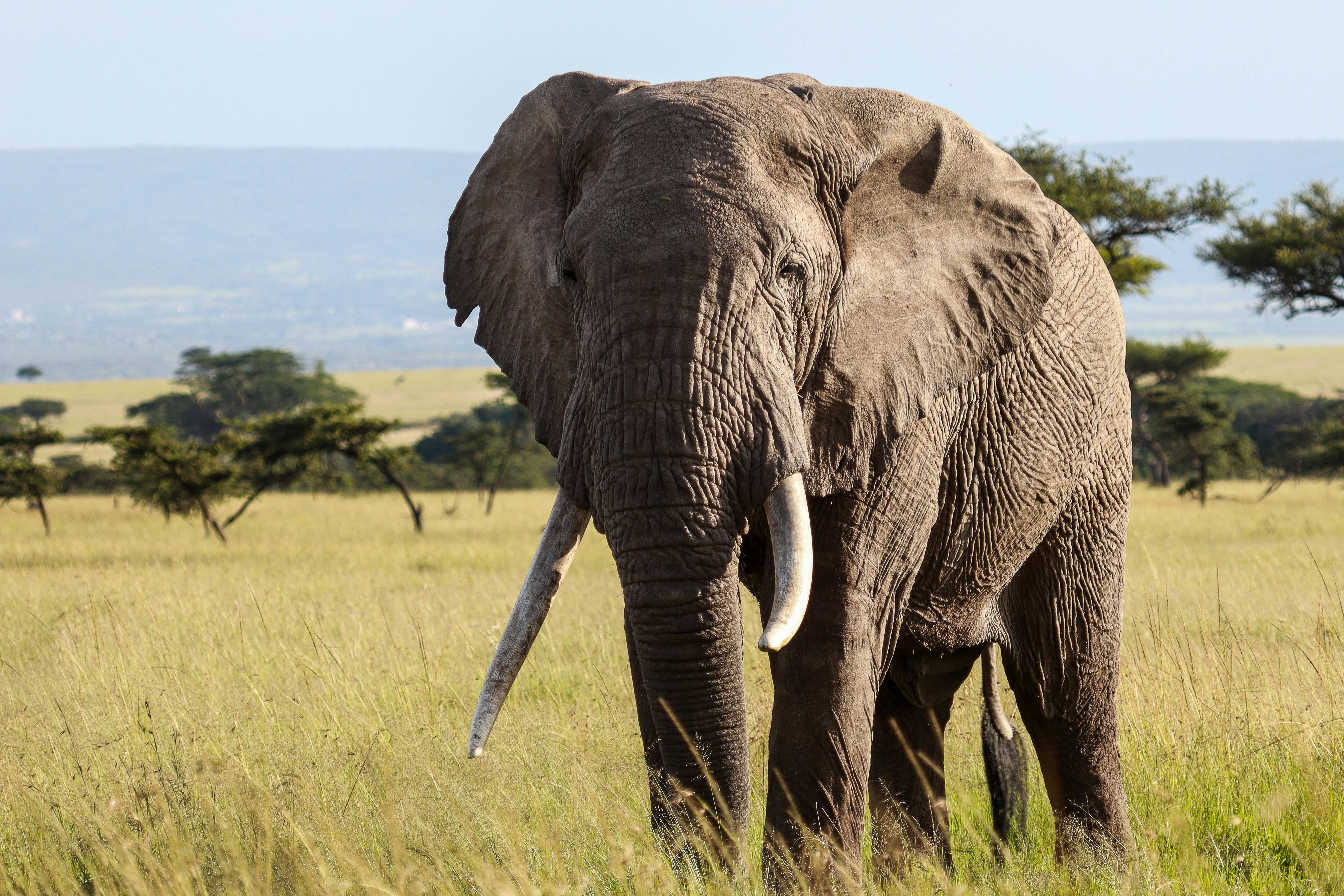 Brown Elephant Standing Near Body of Water · Free Stock Photo
