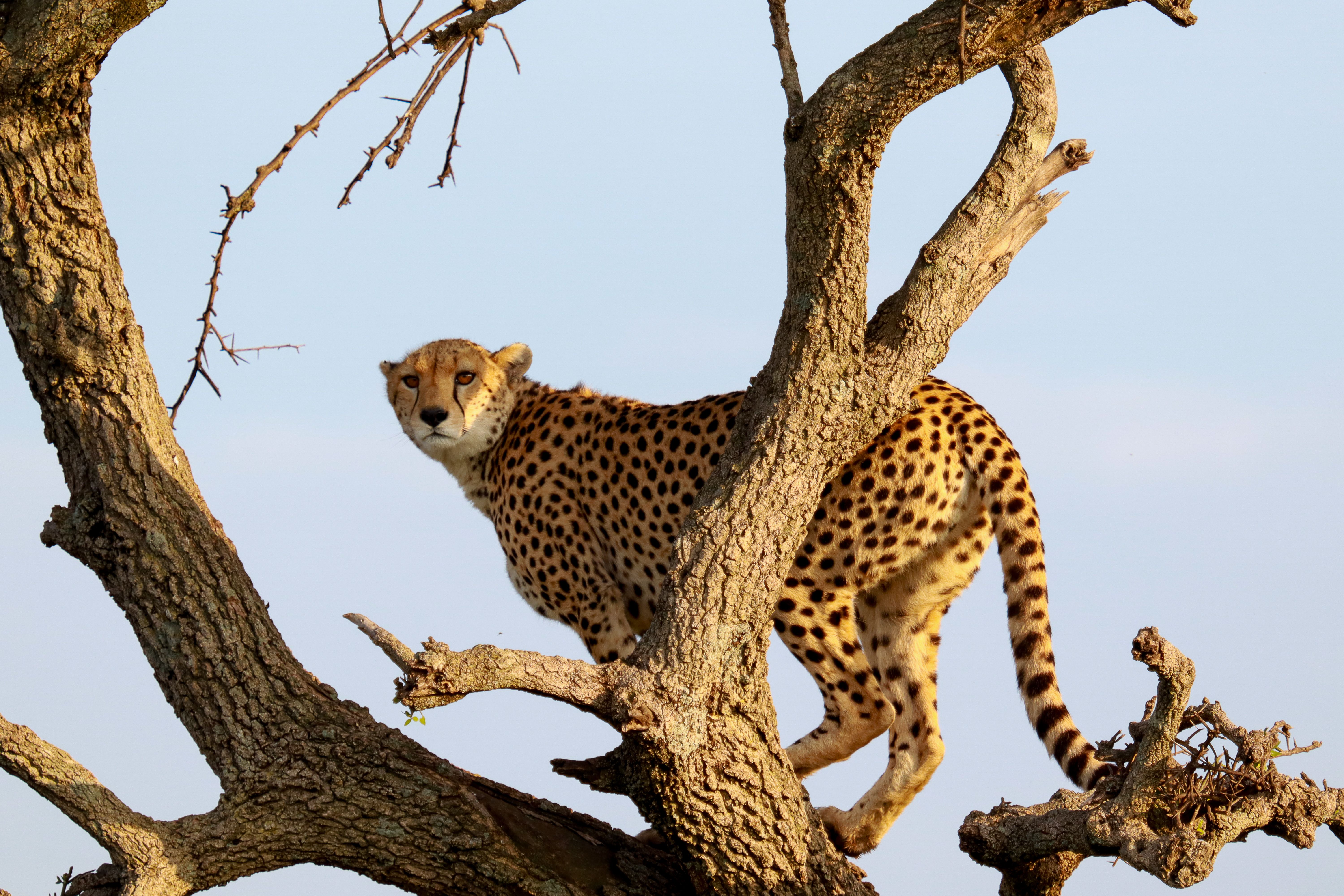 Northwest African Cheetah on Tree · Free Stock Photo