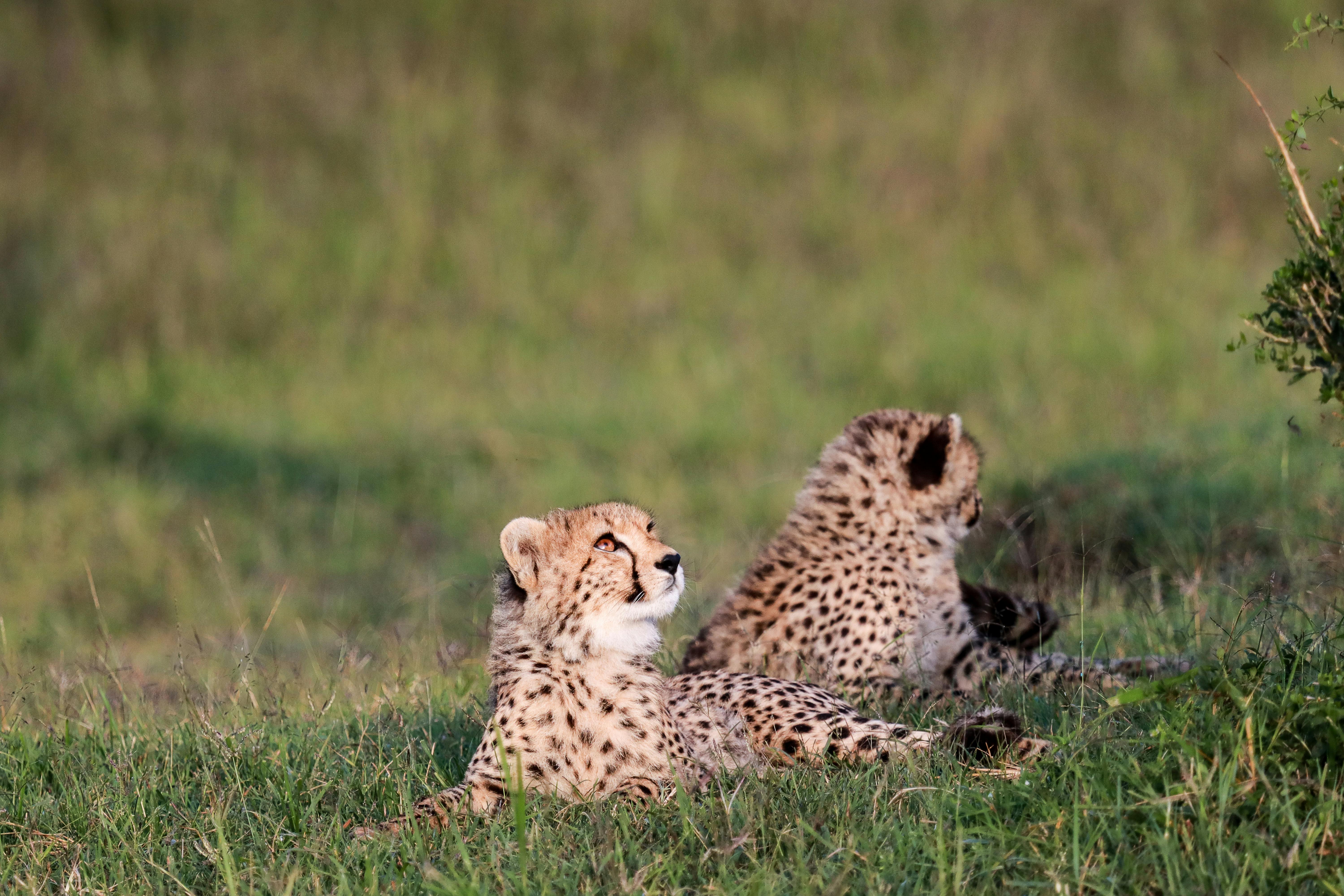 Two Cheetah Cubs · Free Stock Photo