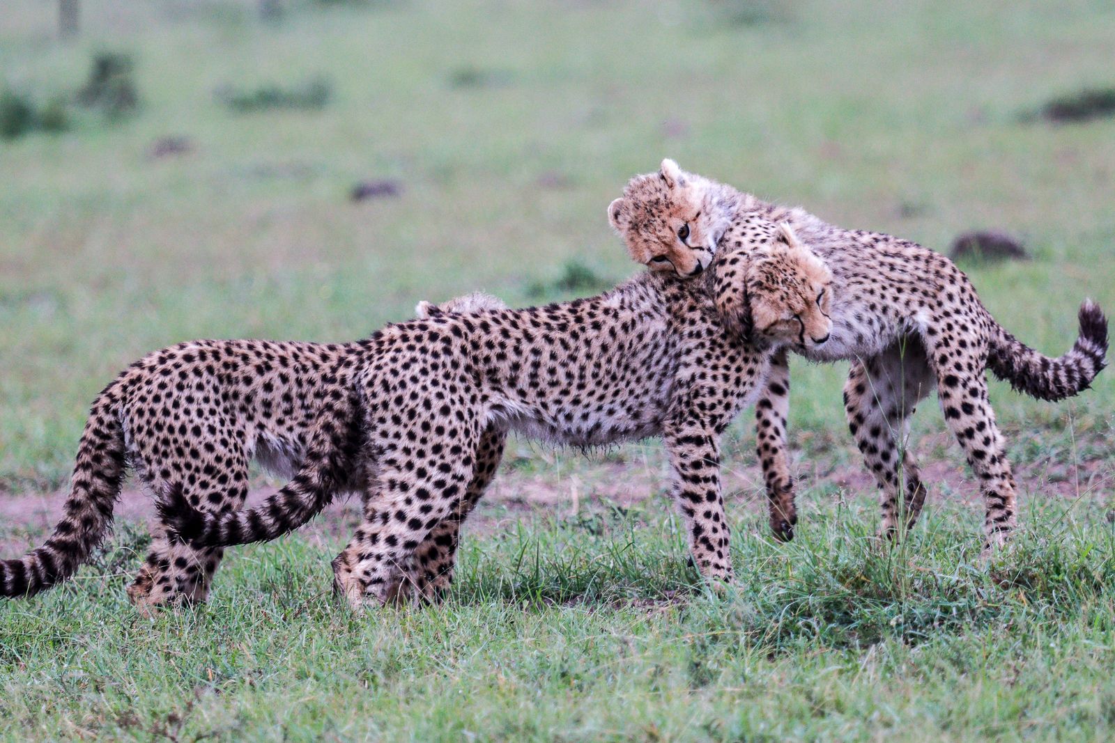 Cute Cheetah Photos, Download The BEST Free Cute Cheetah Stock Photos ...