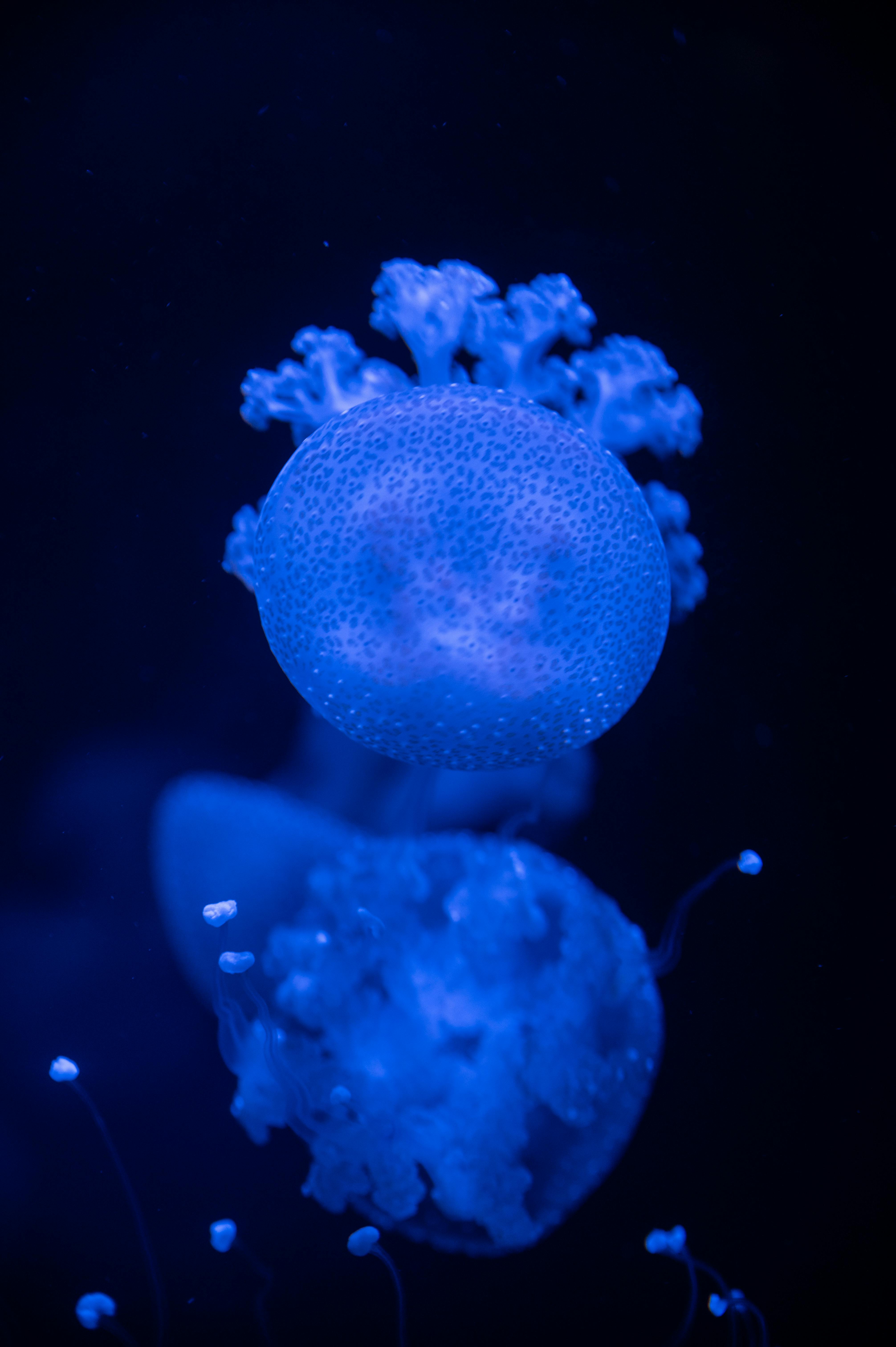 Srinivas Raghavan - Fotografía