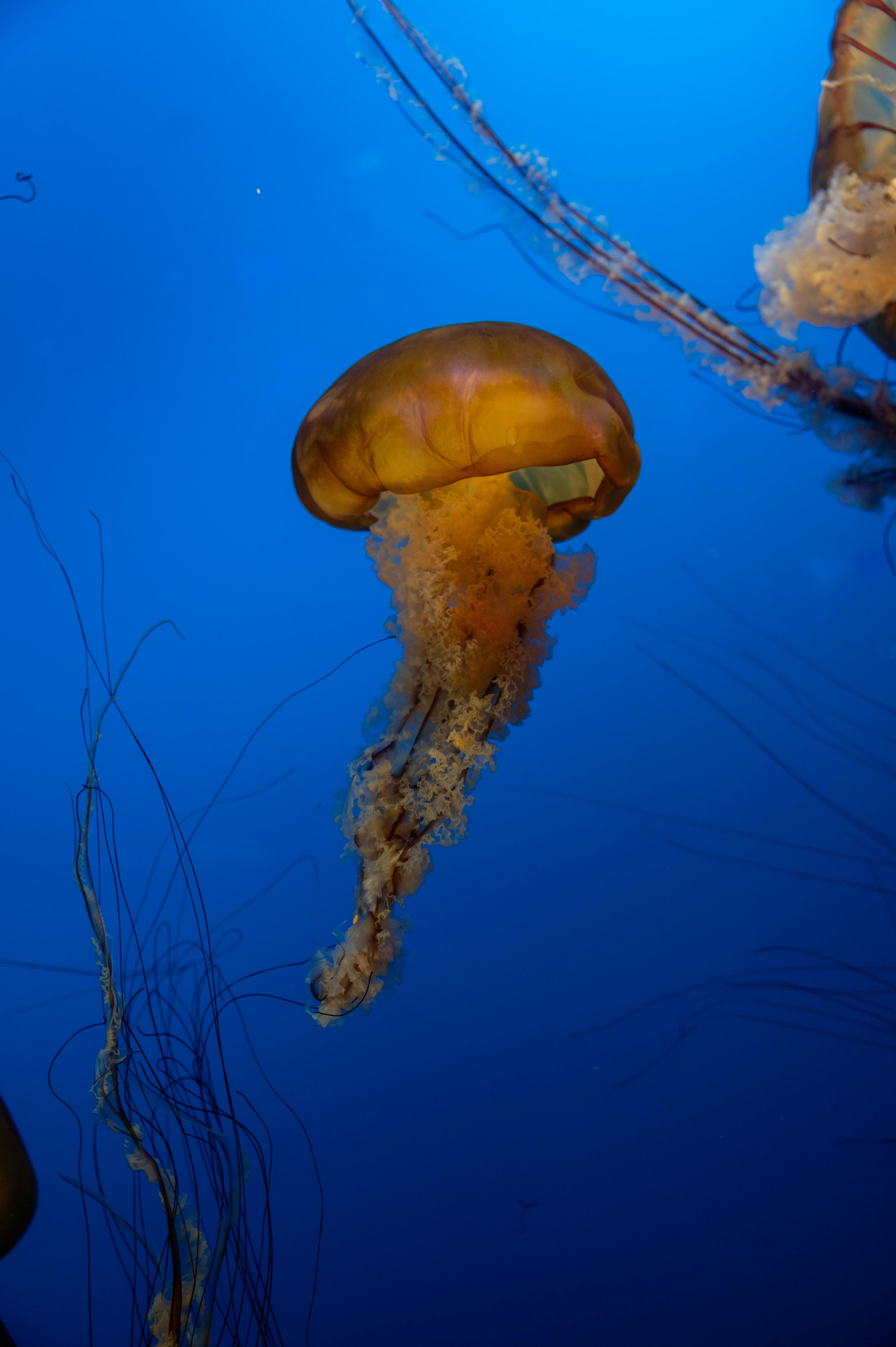 Srinivas Raghavan - Fotografía