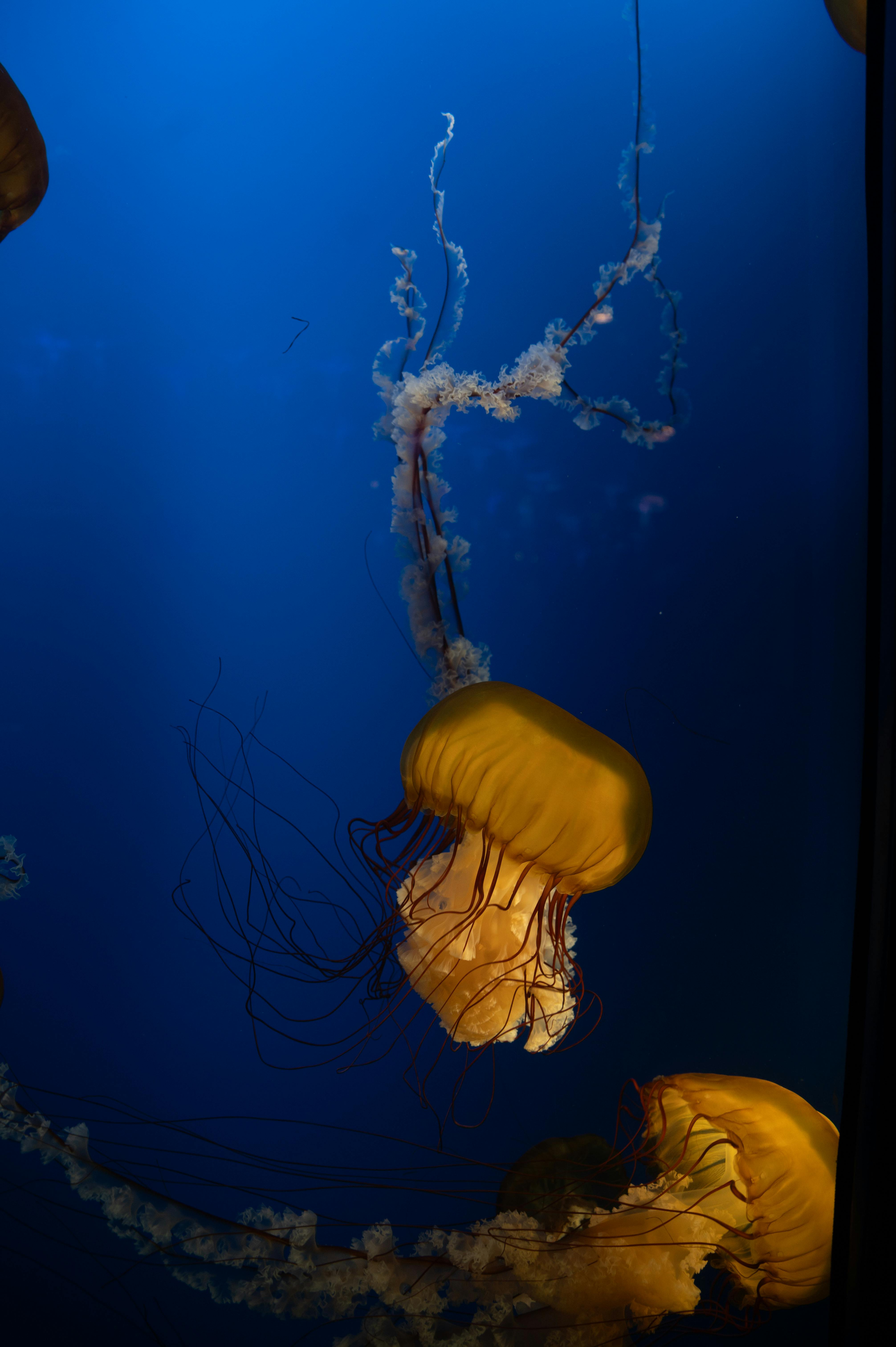 Srinivas Raghavan - Fotografía