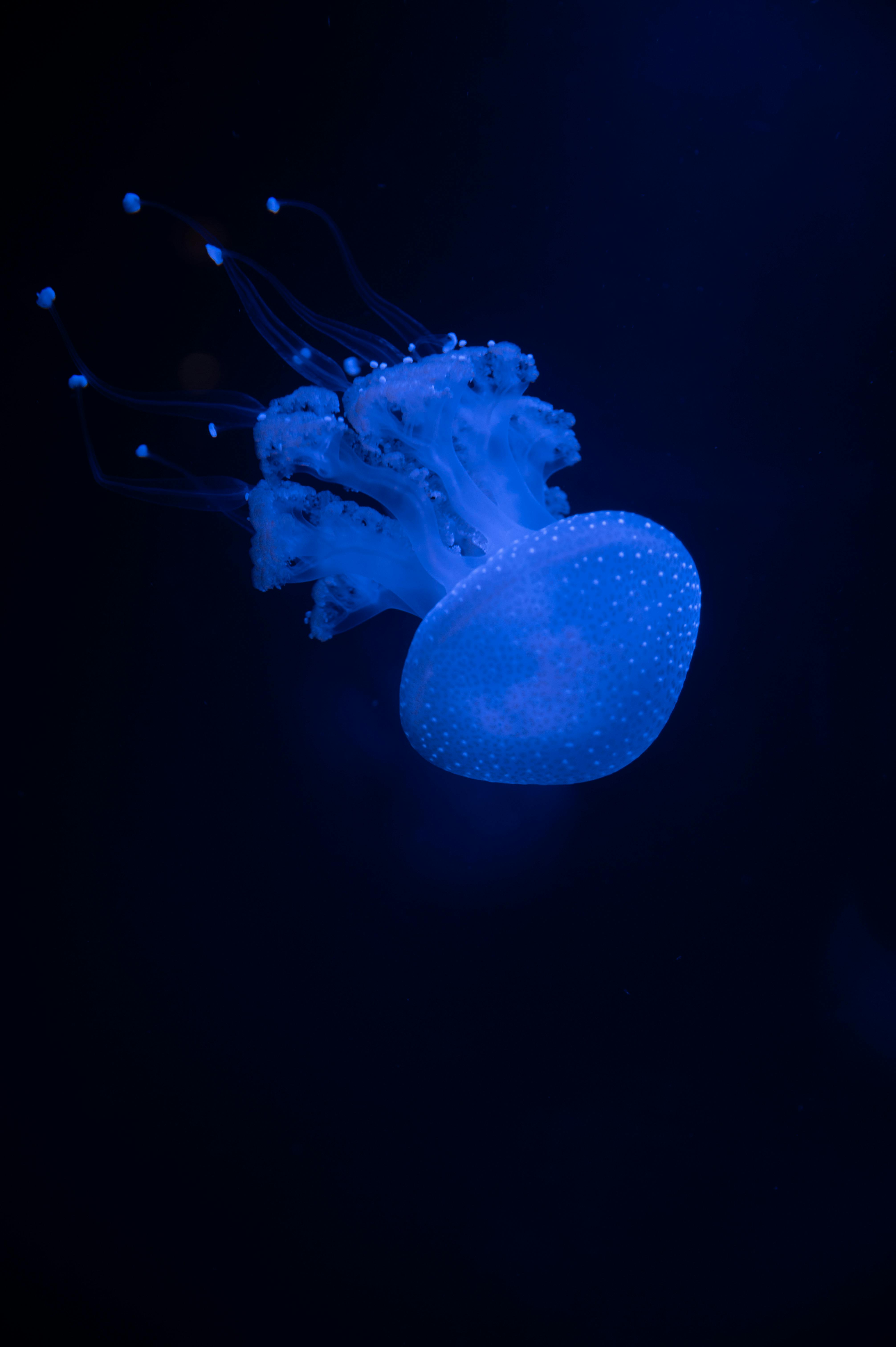 Srinivas Raghavan - Fotografía