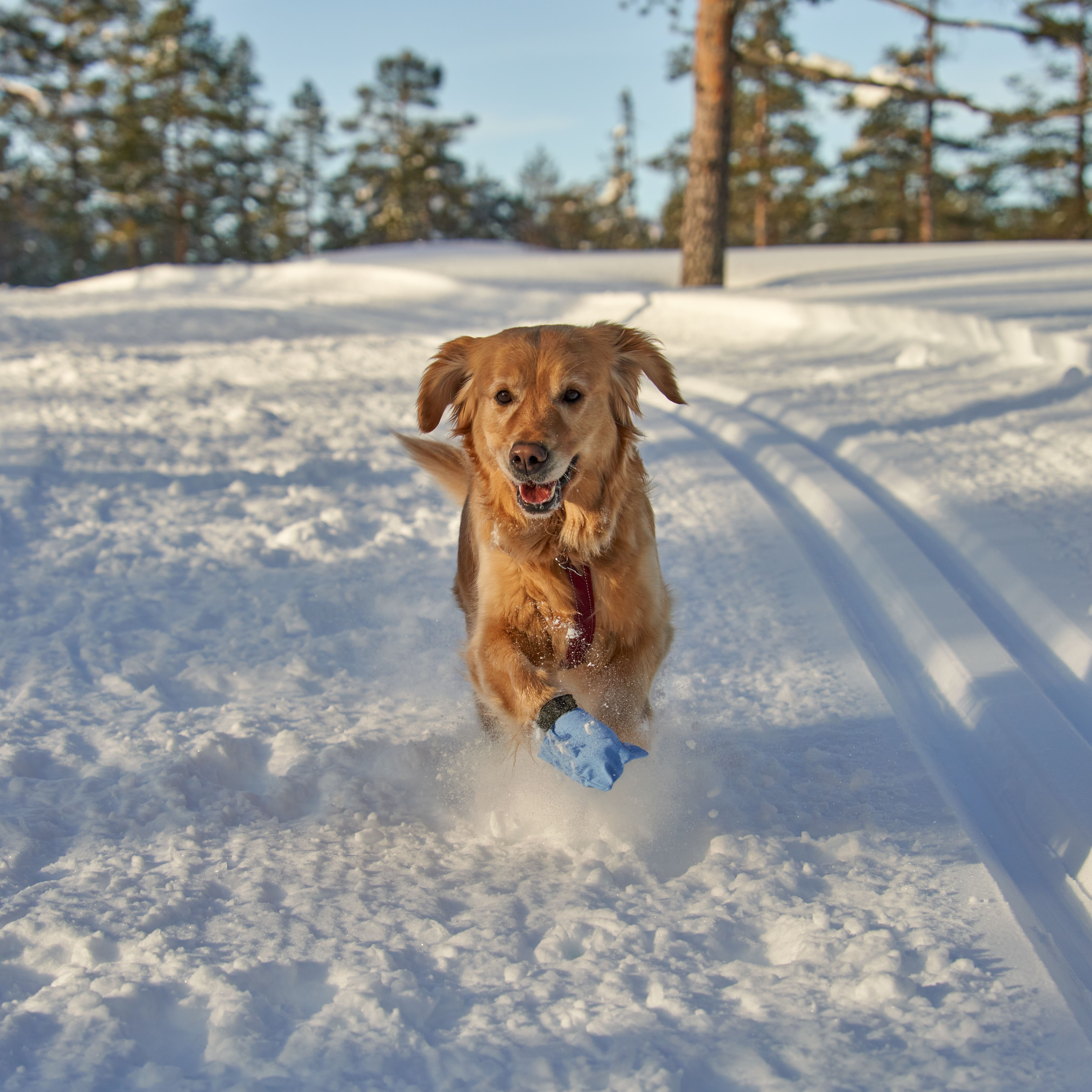 A Happy Dog Running in Snow · Free Stock Photo