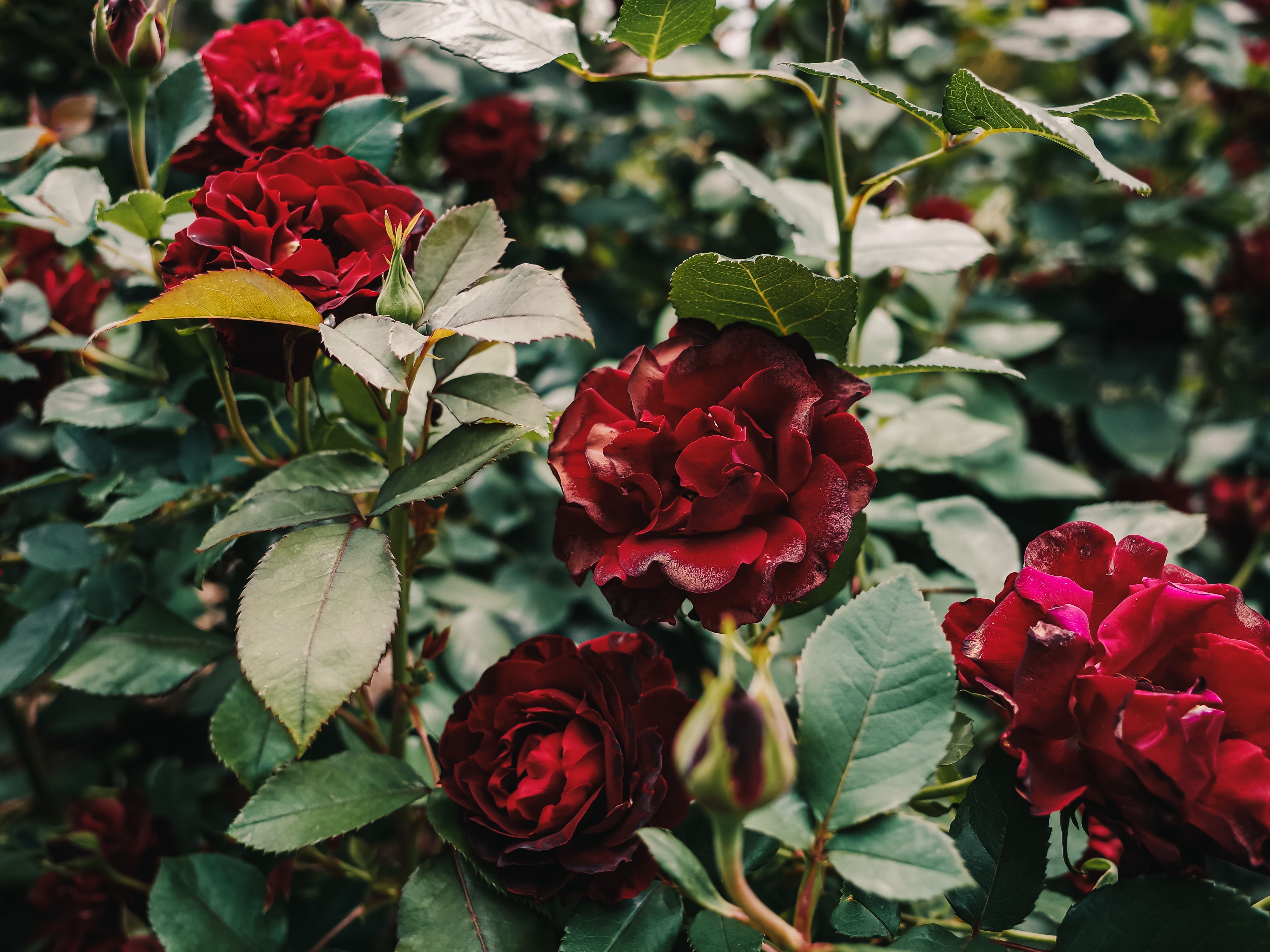 Close-up of a Red Rosebush · Free Stock Photo