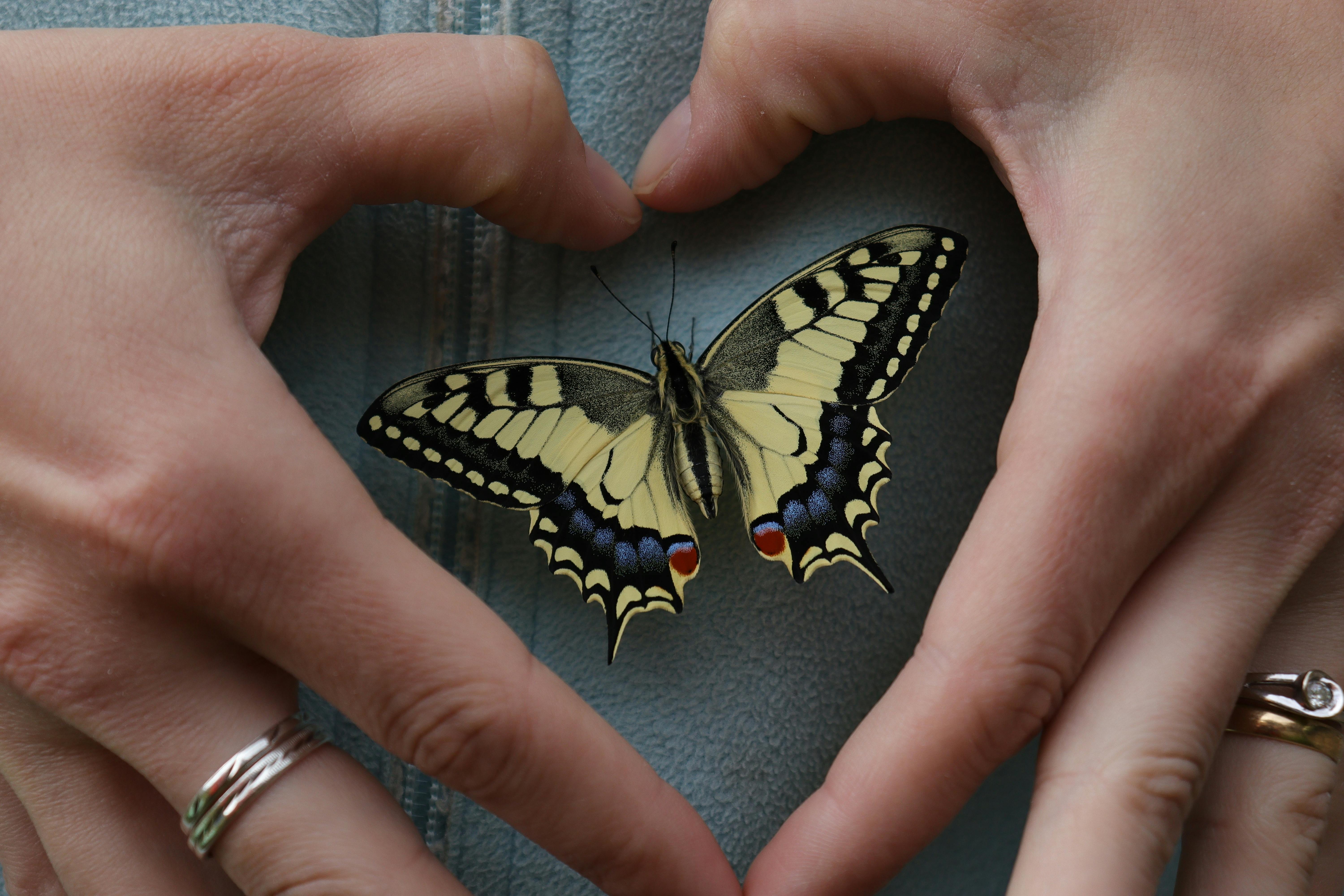 Woman Hands Making Heart Shape around Yellow Butterfly · Free Stock Photo