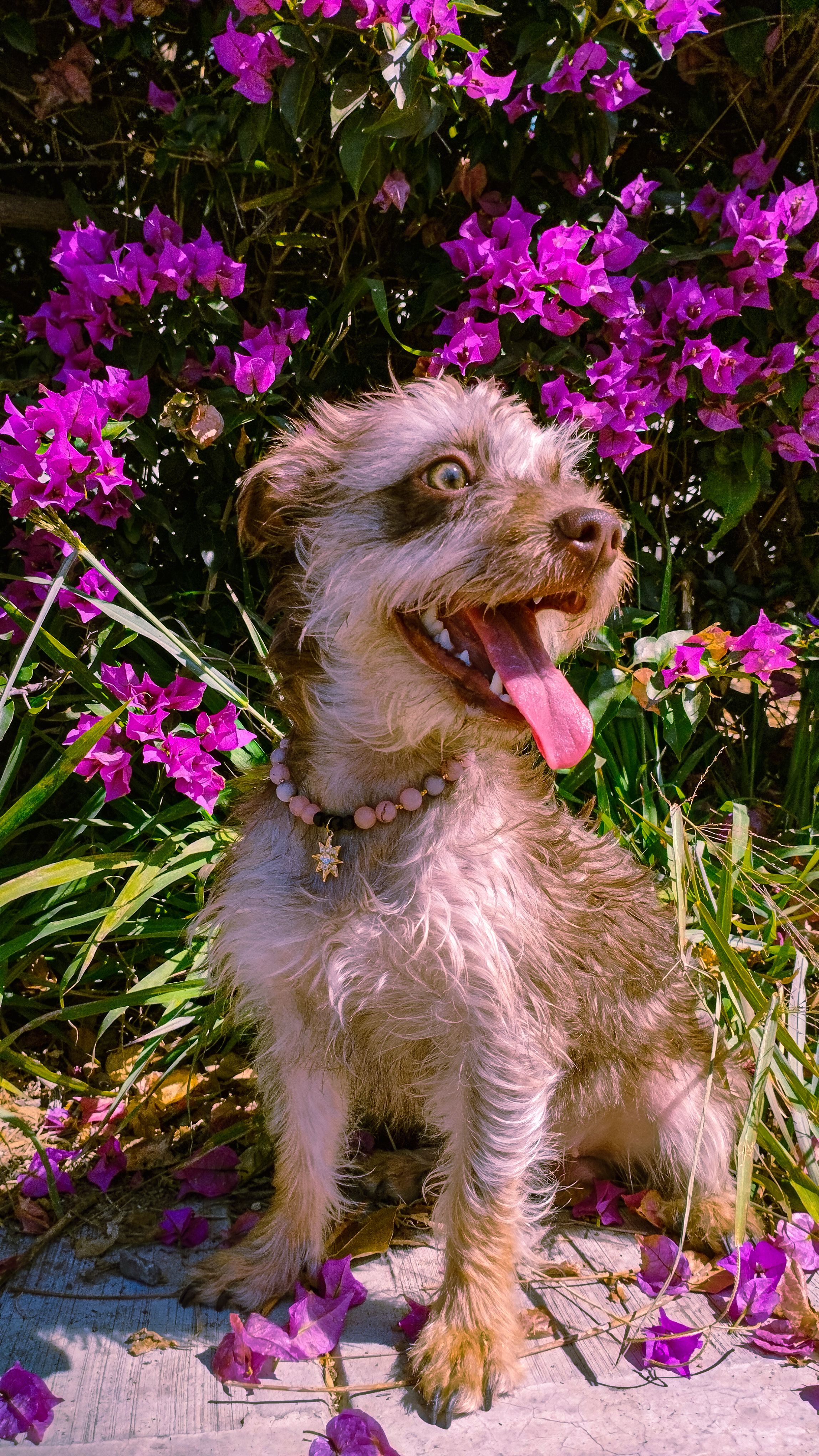 Happy puppy · Free Stock Photo