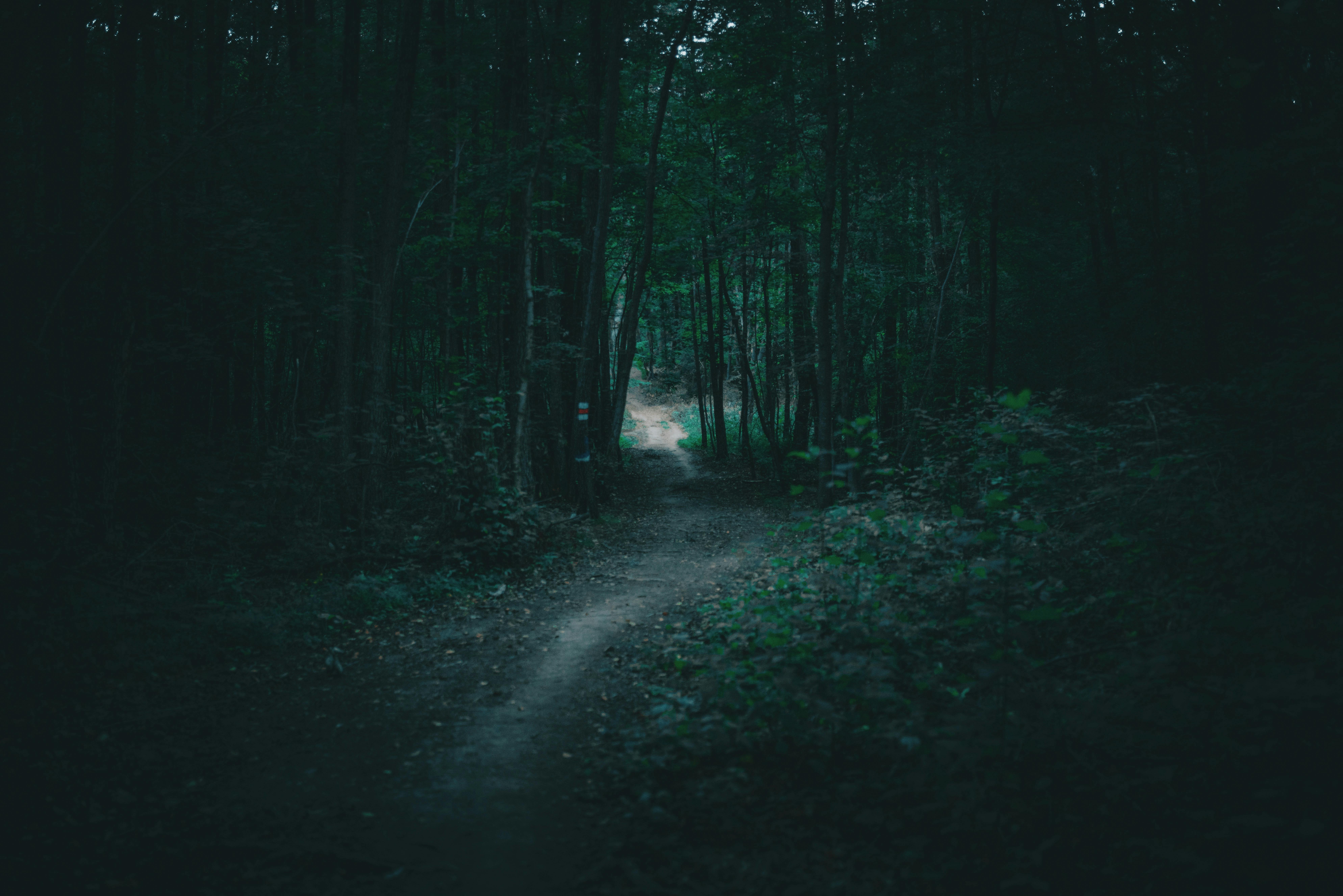 Dark Spoky Forest Photos, Download The BEST Free Dark Spoky Forest ...