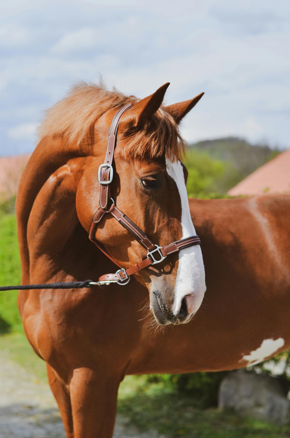 Free Profile Pic Photos, Download The BEST Free Free Profile Pic Stock ...