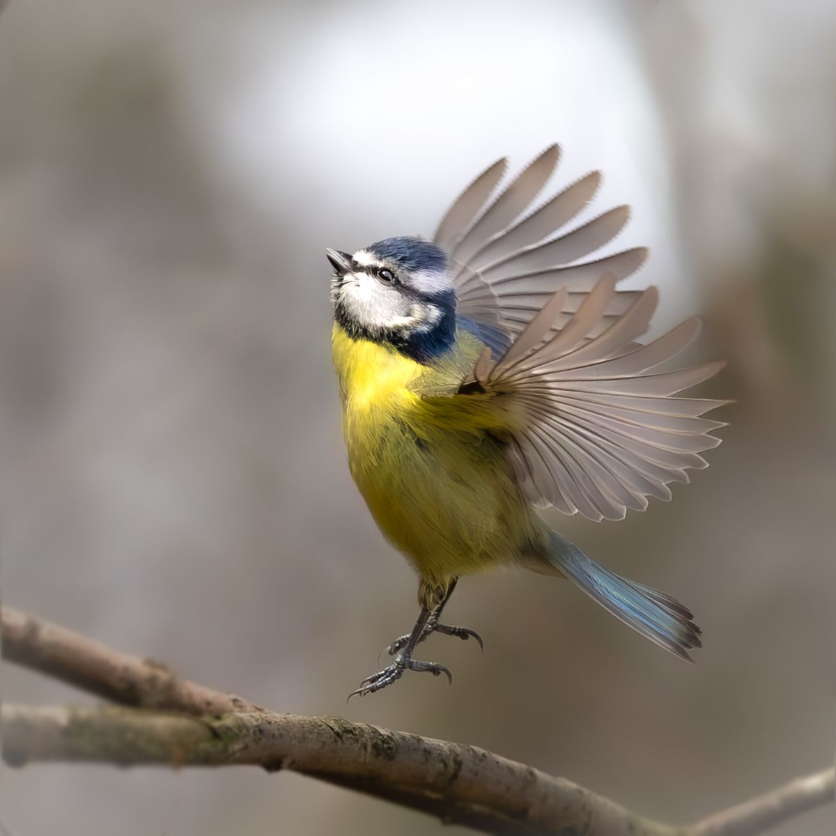 Bird Landing On Branch Photos, Download The BEST Free Bird Landing On ...