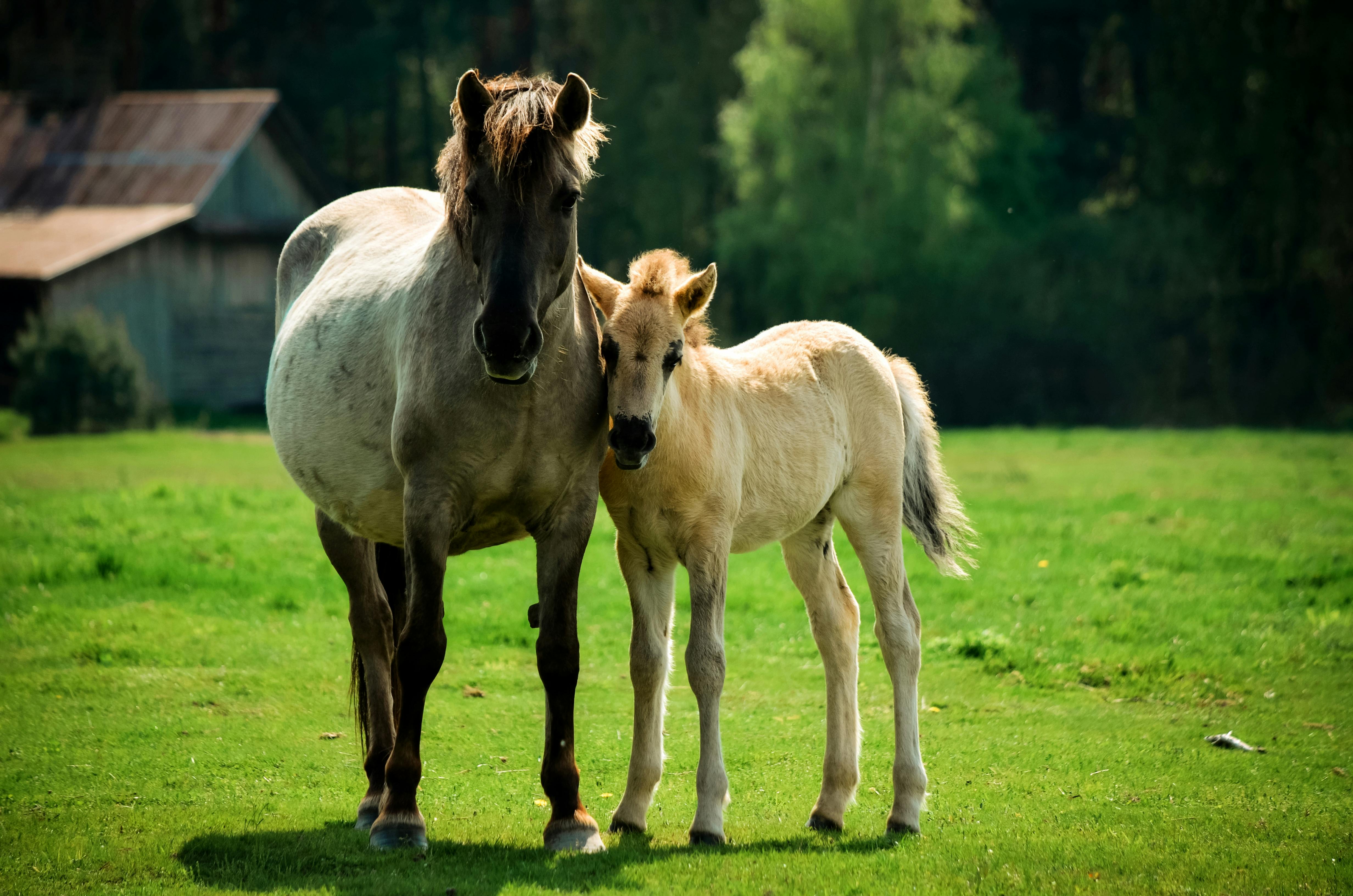 Baby Colt Photos, Download The BEST Free Baby Colt Stock Photos & HD Images