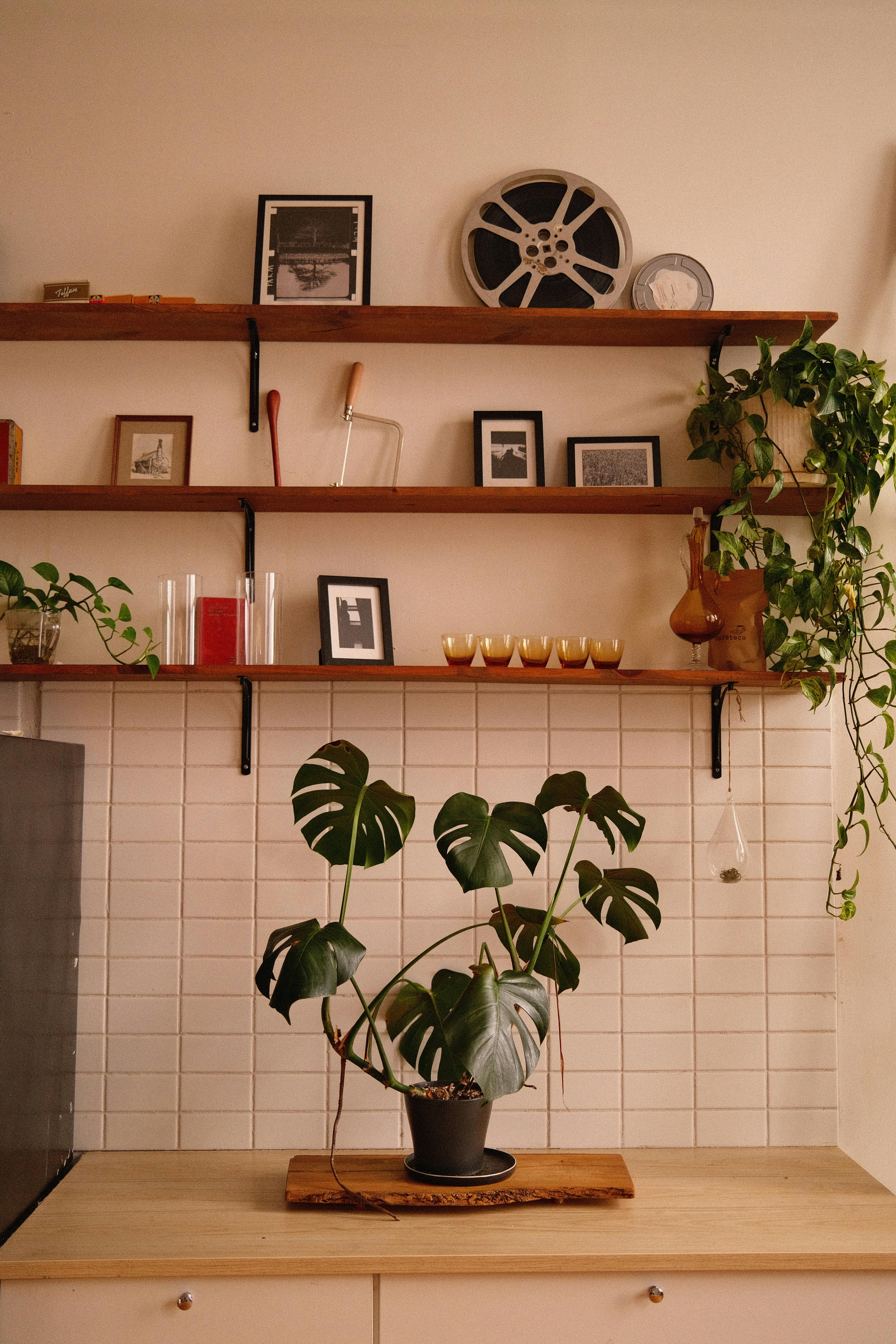 A Monstera Plant Standing on a Kitchen Countertop under Shelves on the ...
