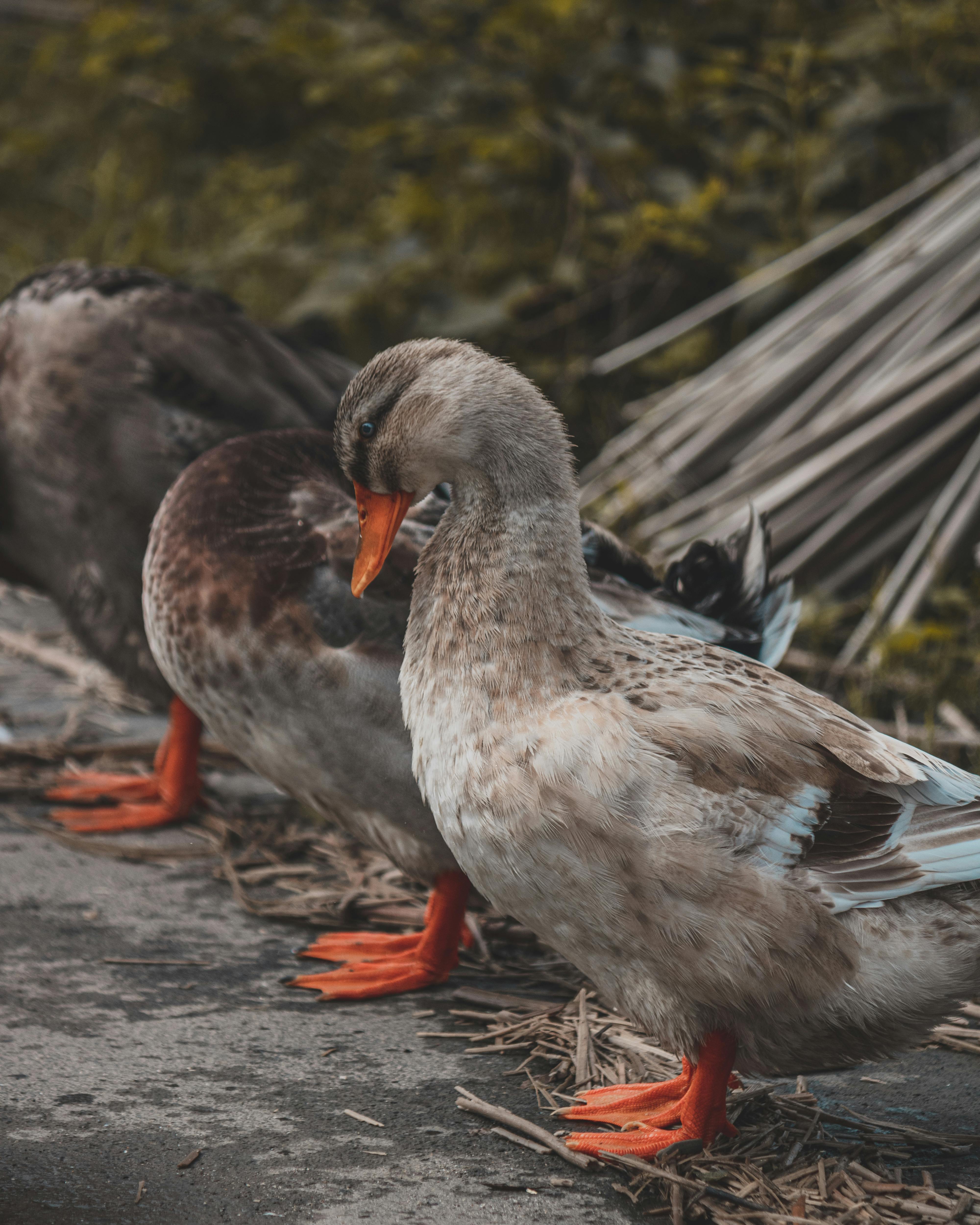 Ducks Standing Outdoors · Free Stock Photo