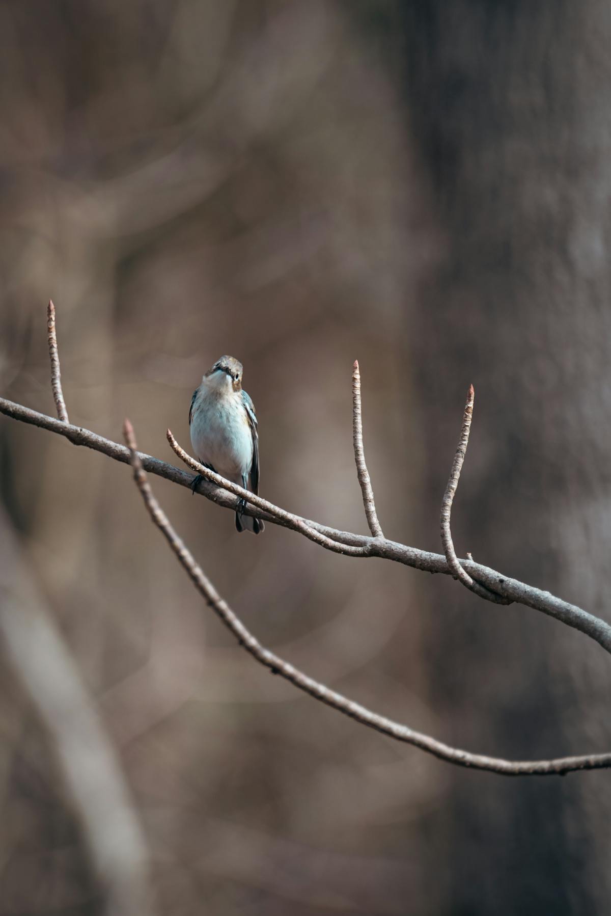 Blue Bird Photos, Download The BEST Free Blue Bird Stock Photos & HD Images