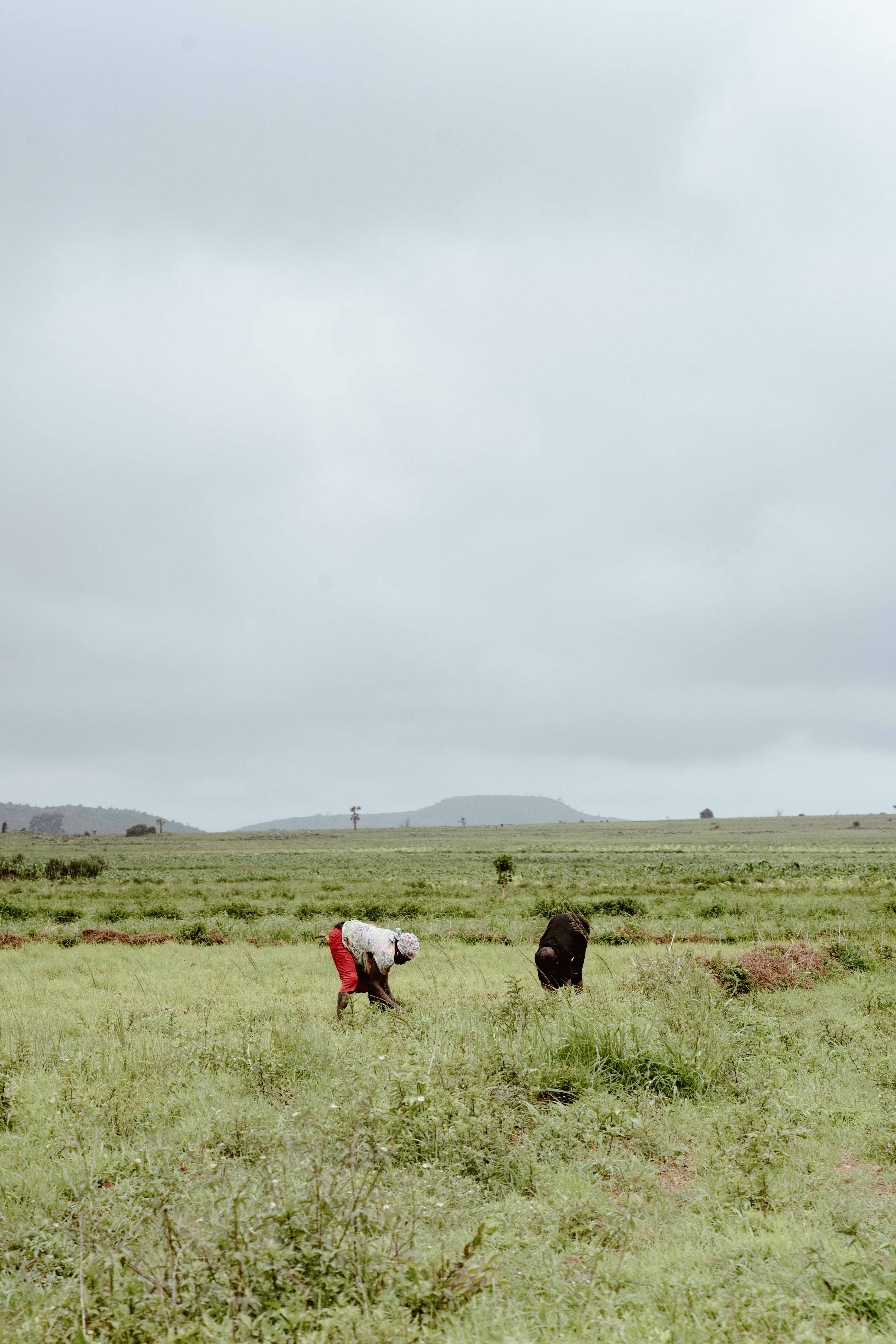 People Working on Rural Field · Free Stock Photo
