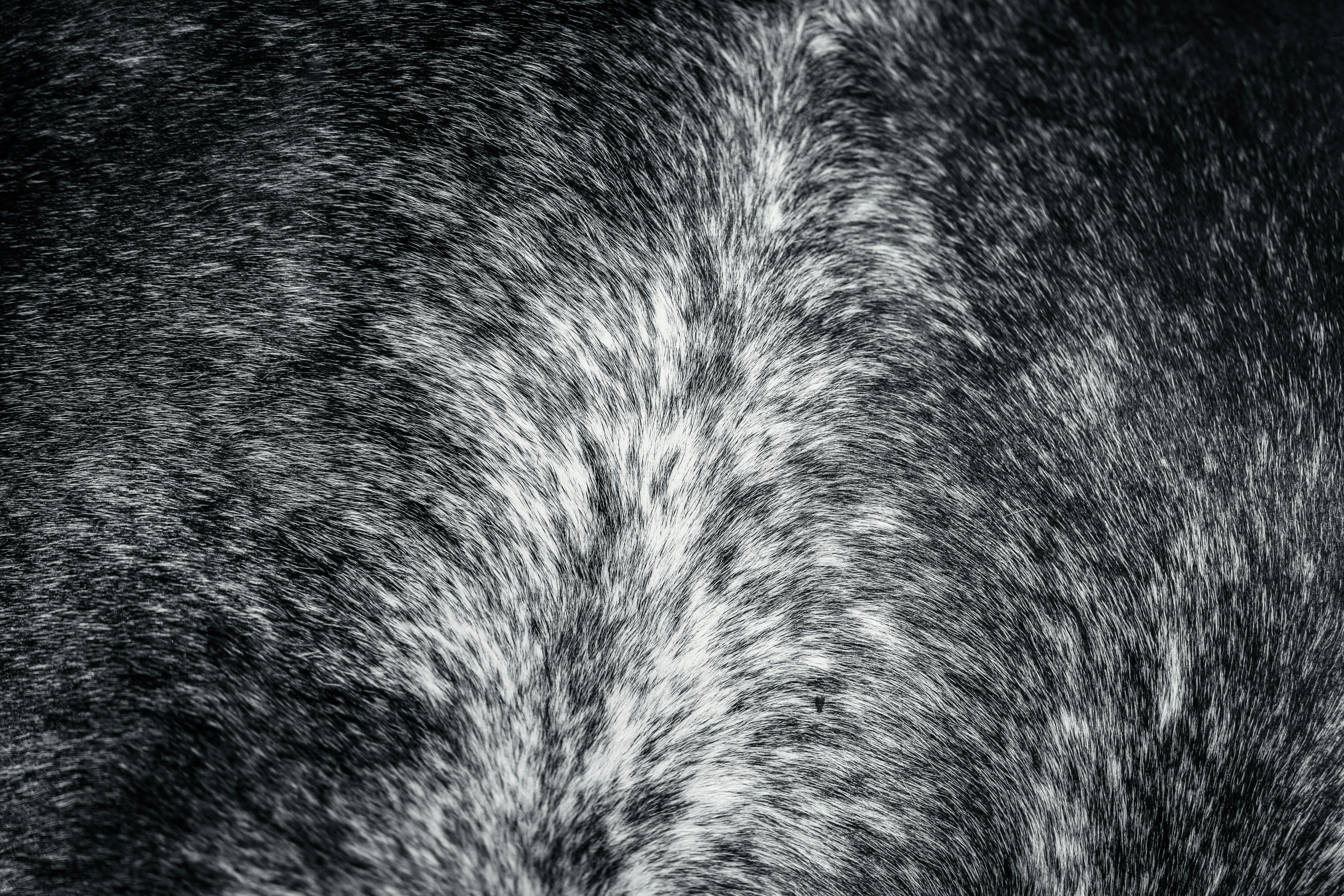 Black and White Close-up of Animal Fur · Free Stock Photo