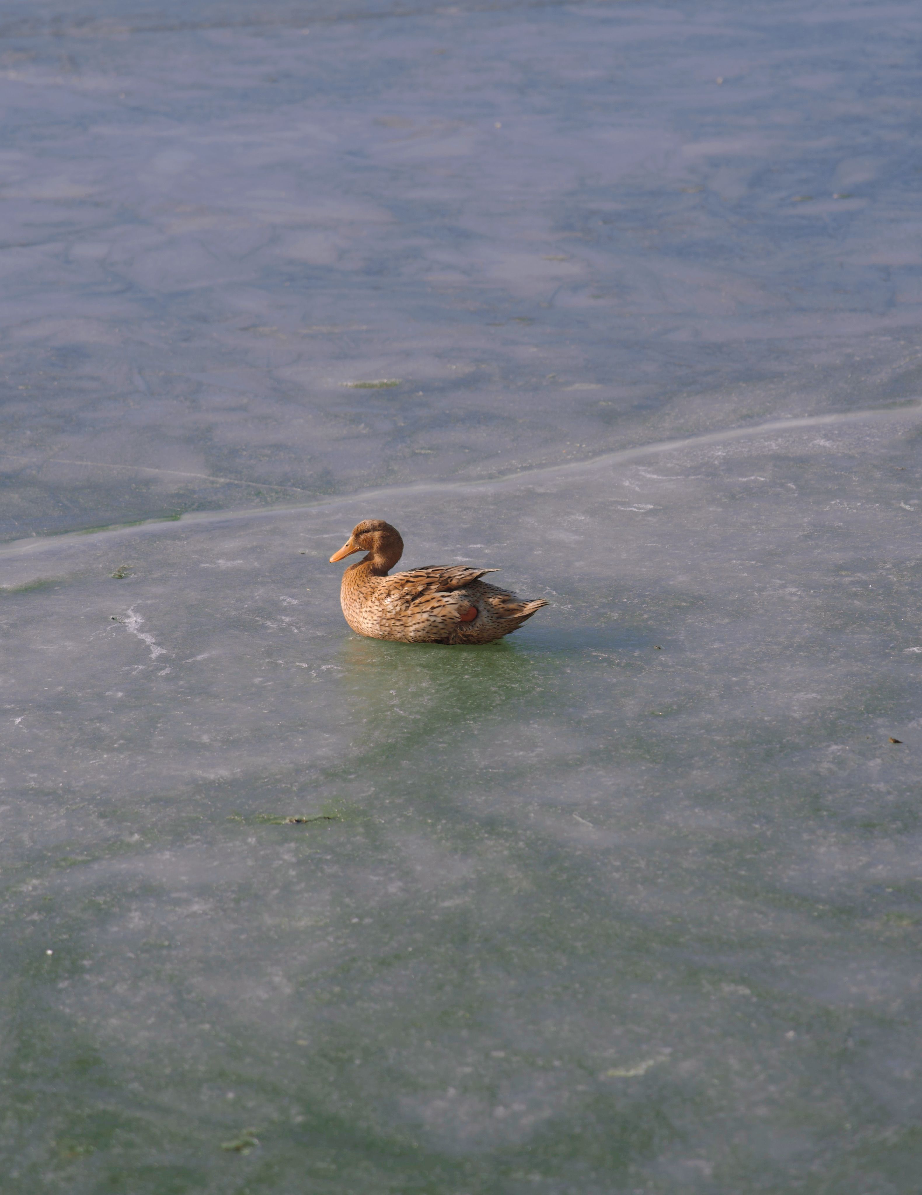 A Duck Sitting on a Frozen Body of Water · Free Stock Photo