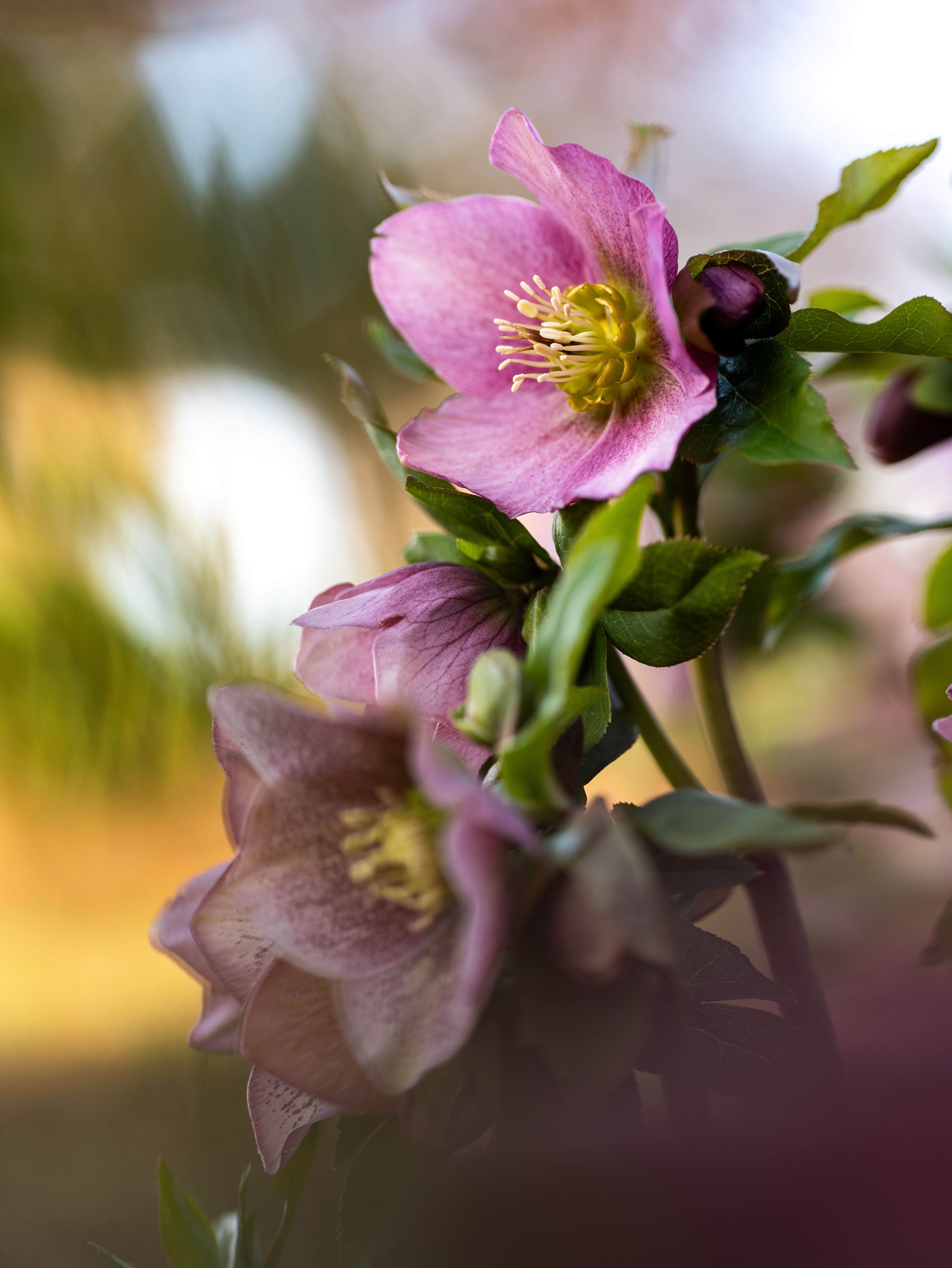 Close-up of Pink Hellebores Flowers · Free Stock Photo