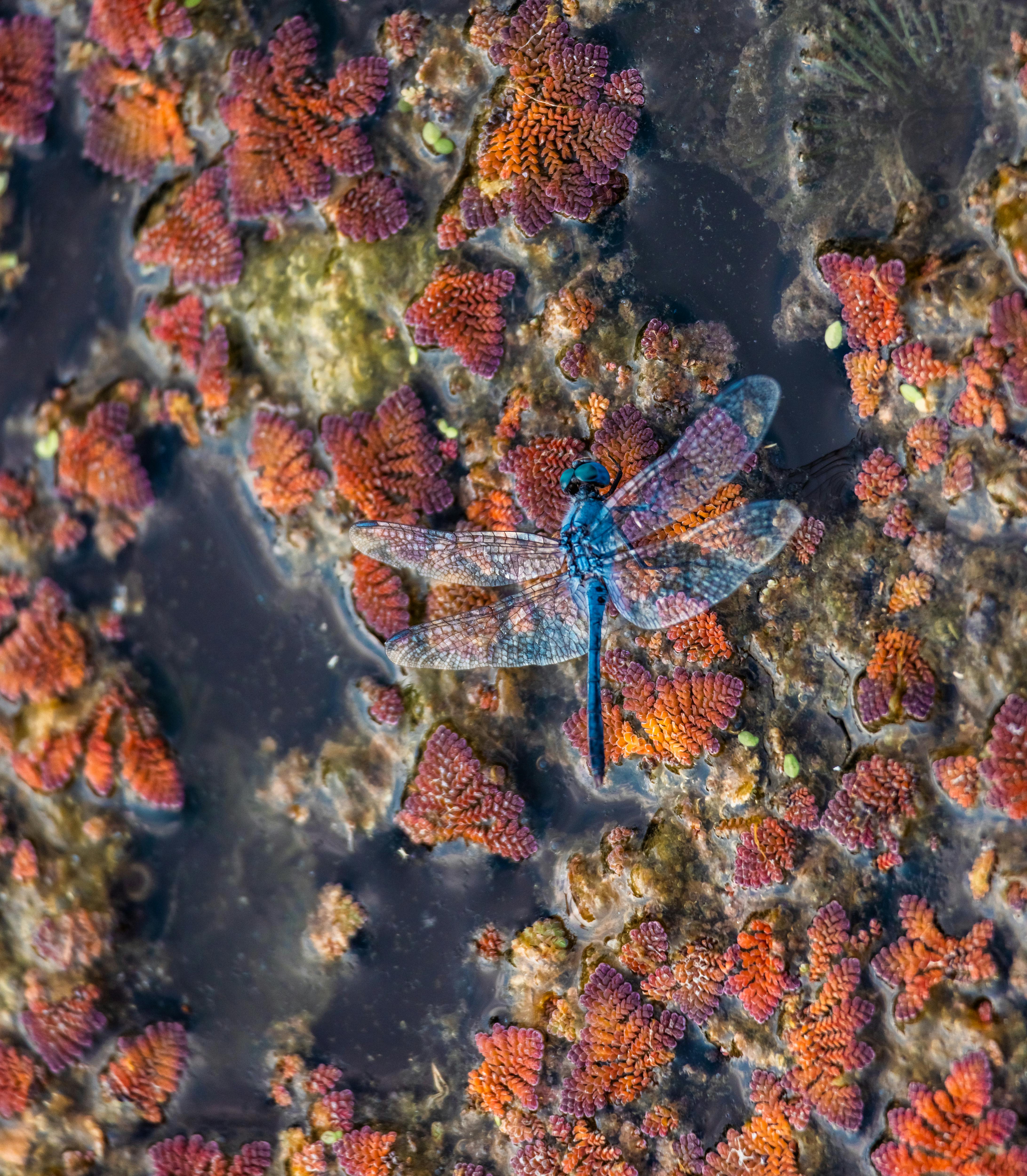 Dragonfly Flying by the Stream · Free Stock Photo