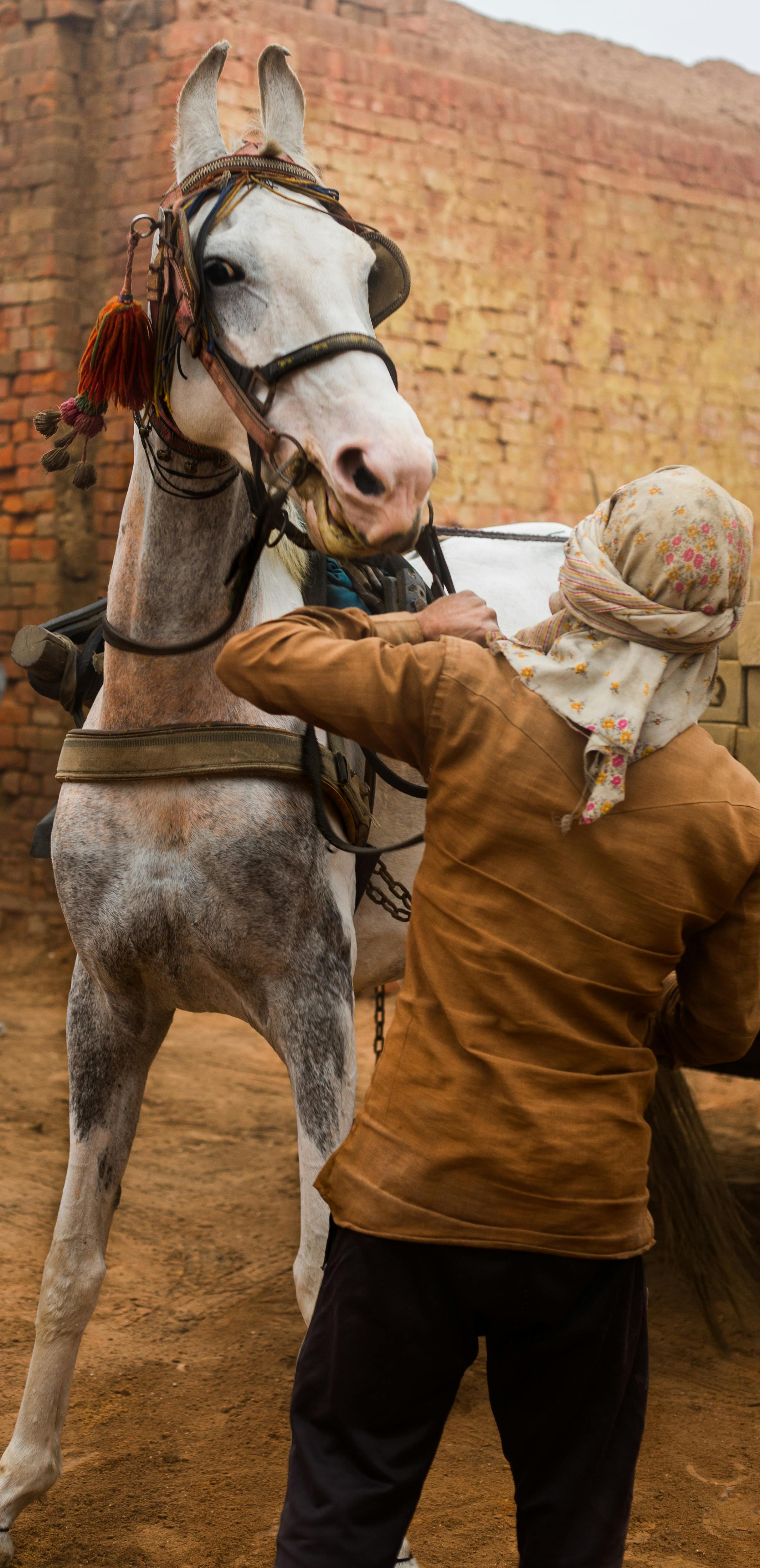 Back of a Person Wearing a Headscarf Putting a Bridle on a Horse · Free ...