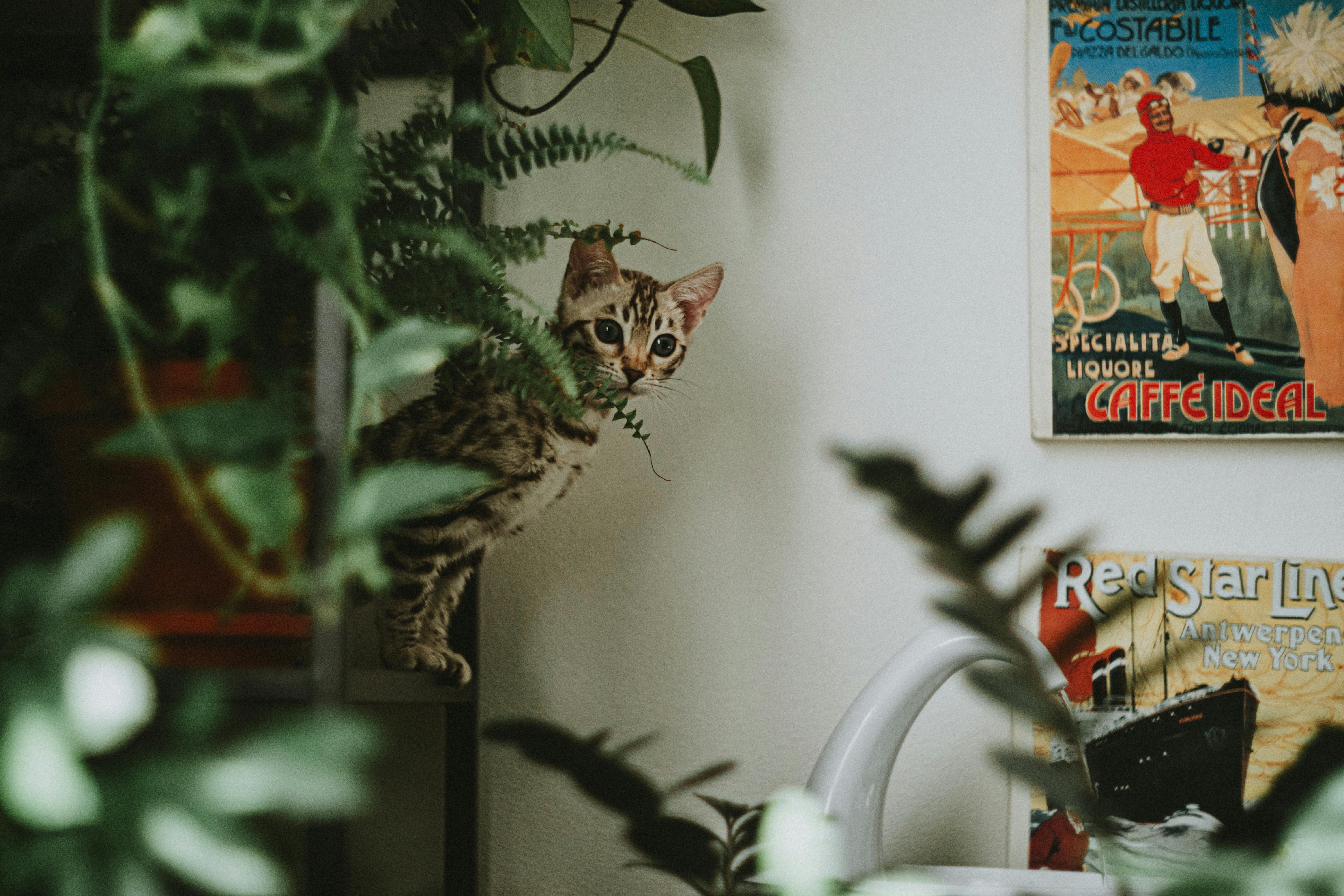 Kitten behind Plant Leaves · Free Stock Photo