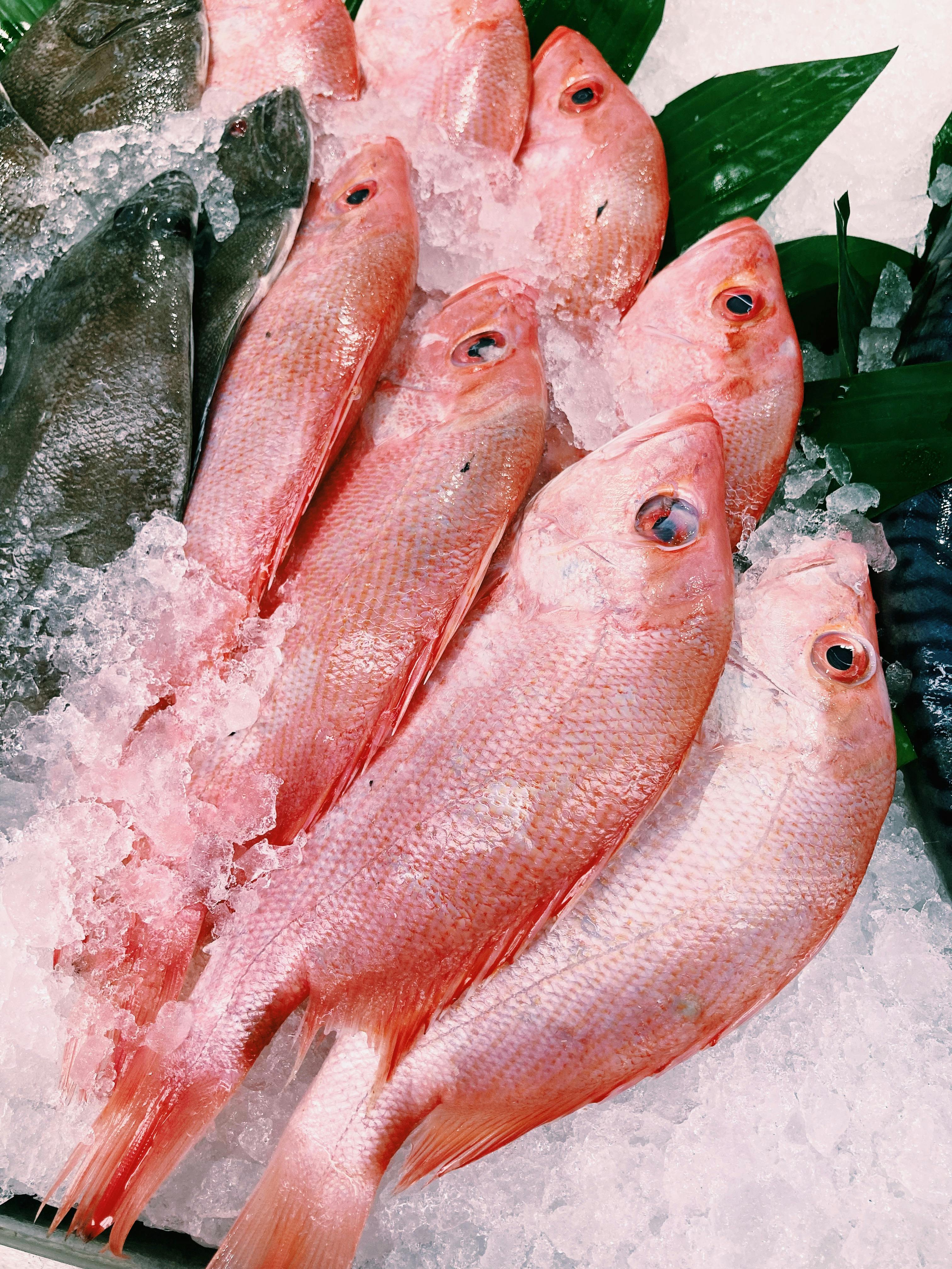 Freshly caught fish with silver scales on blue background · Free Stock ...