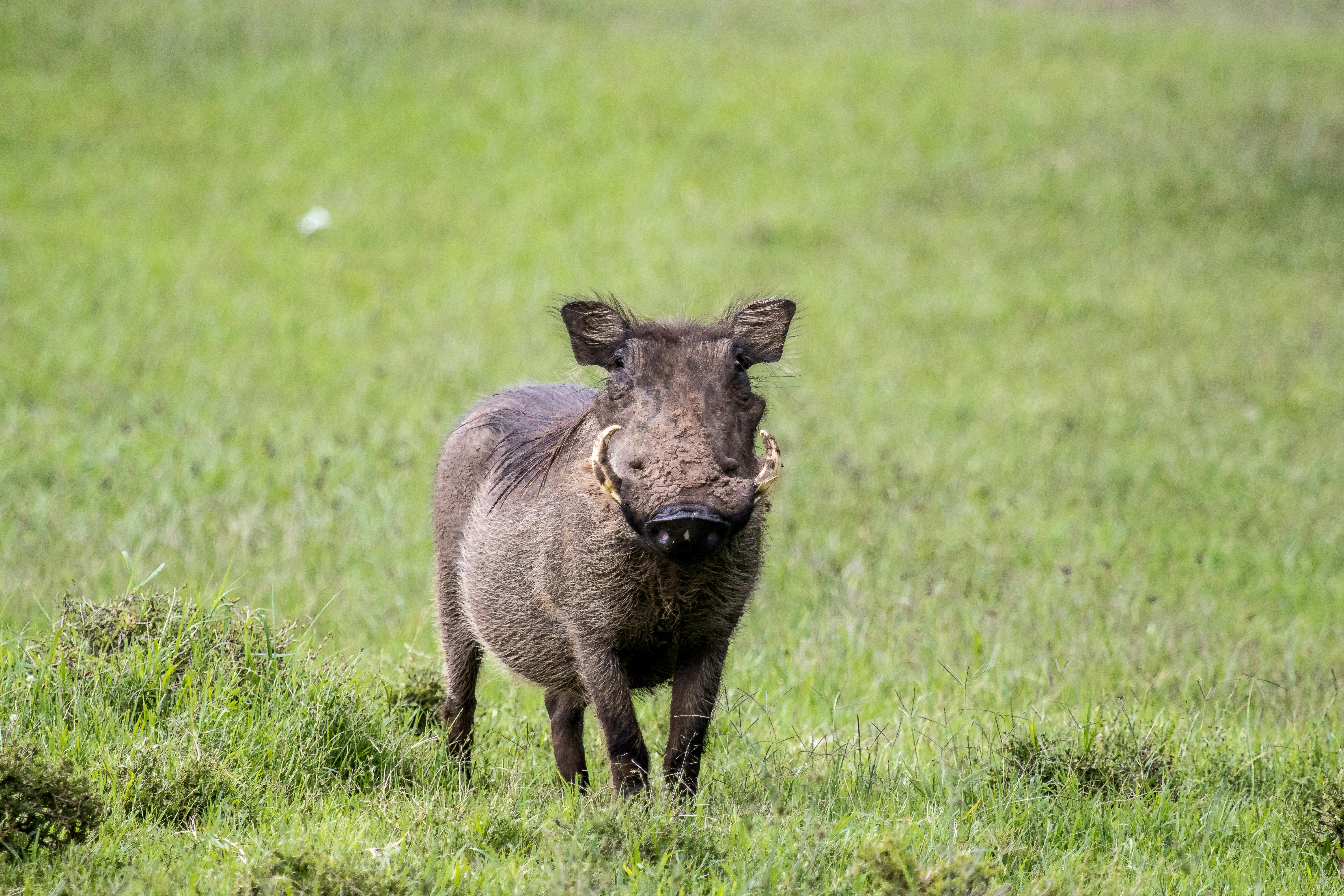 Foto de stock gratuita sobre animal, campo, cerdo, césped, cuernos ...