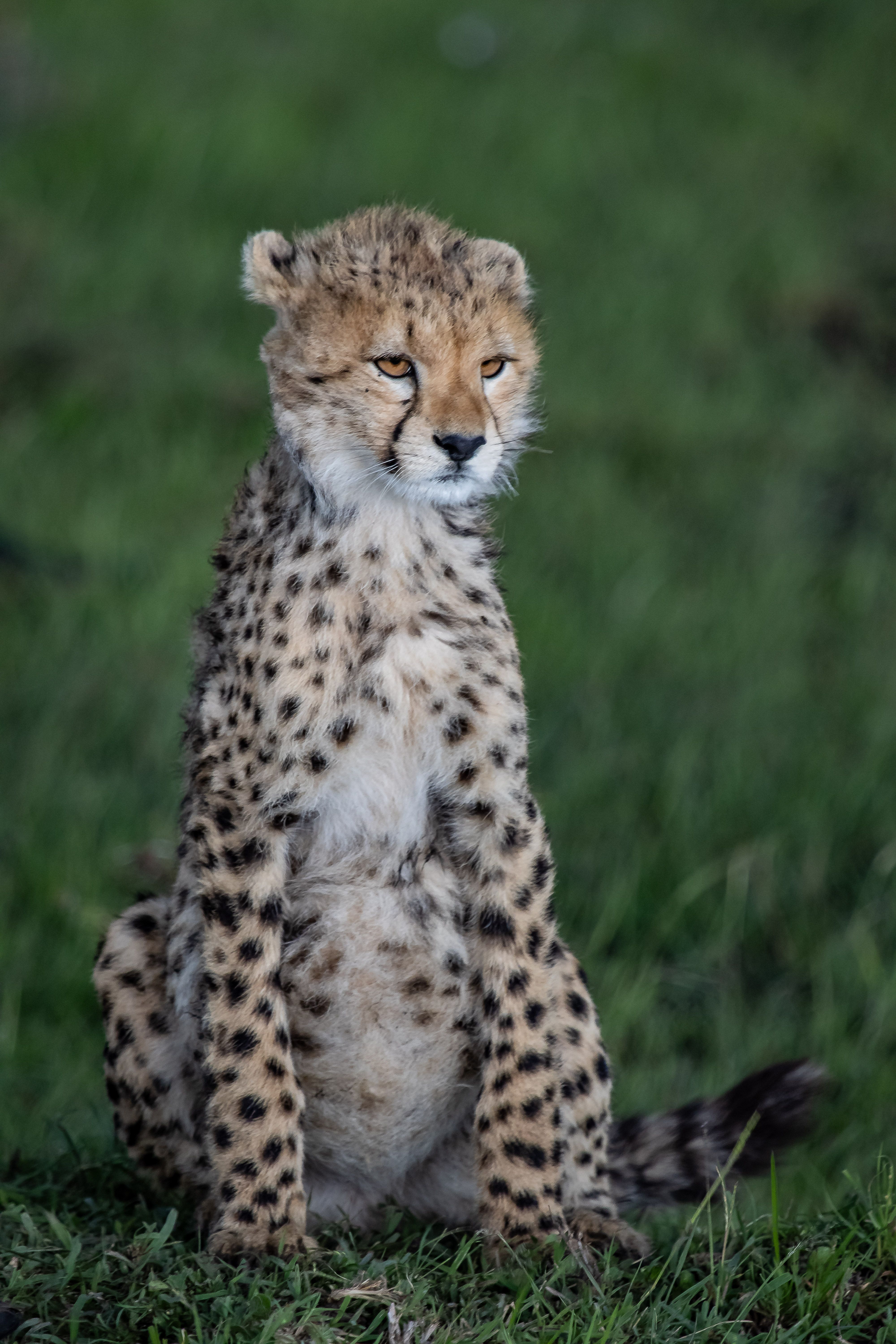 Little Cheetah on a Grass · Free Stock Photo