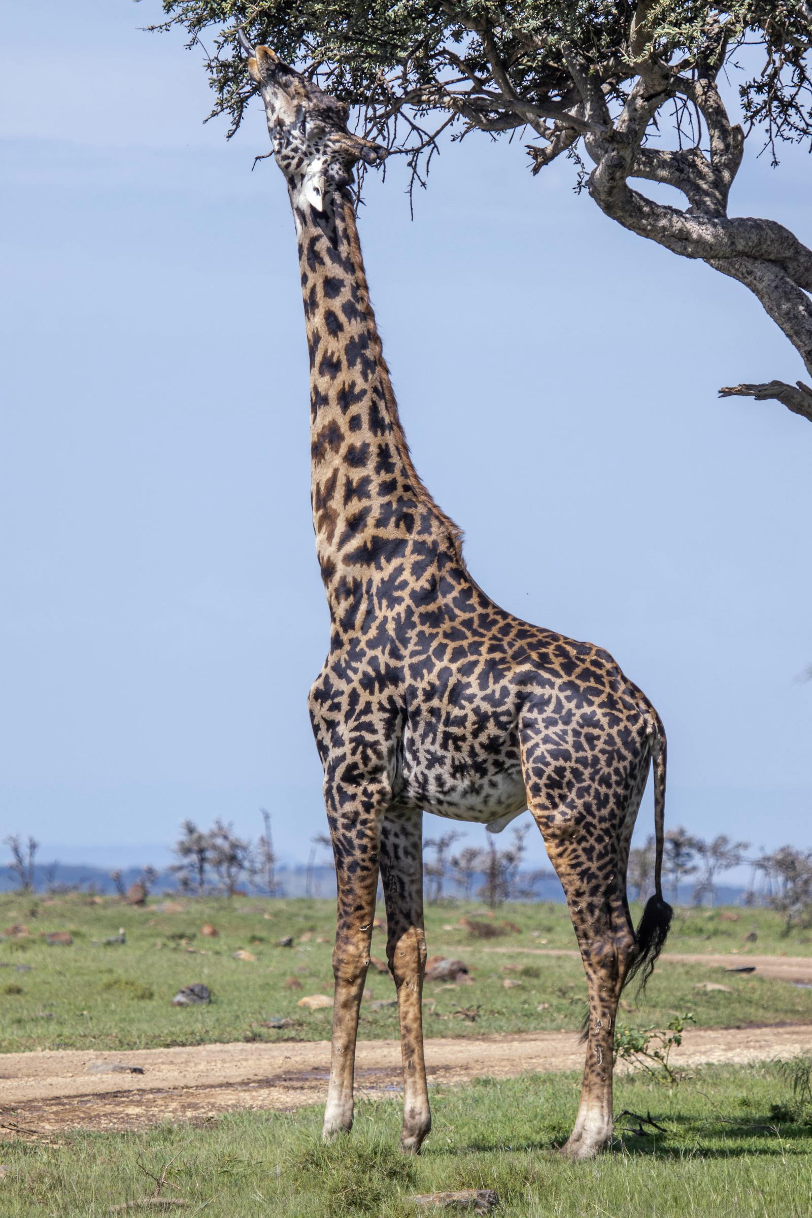 Giraffe Ranch Photos, Download The BEST Free Giraffe Ranch Stock Photos ...