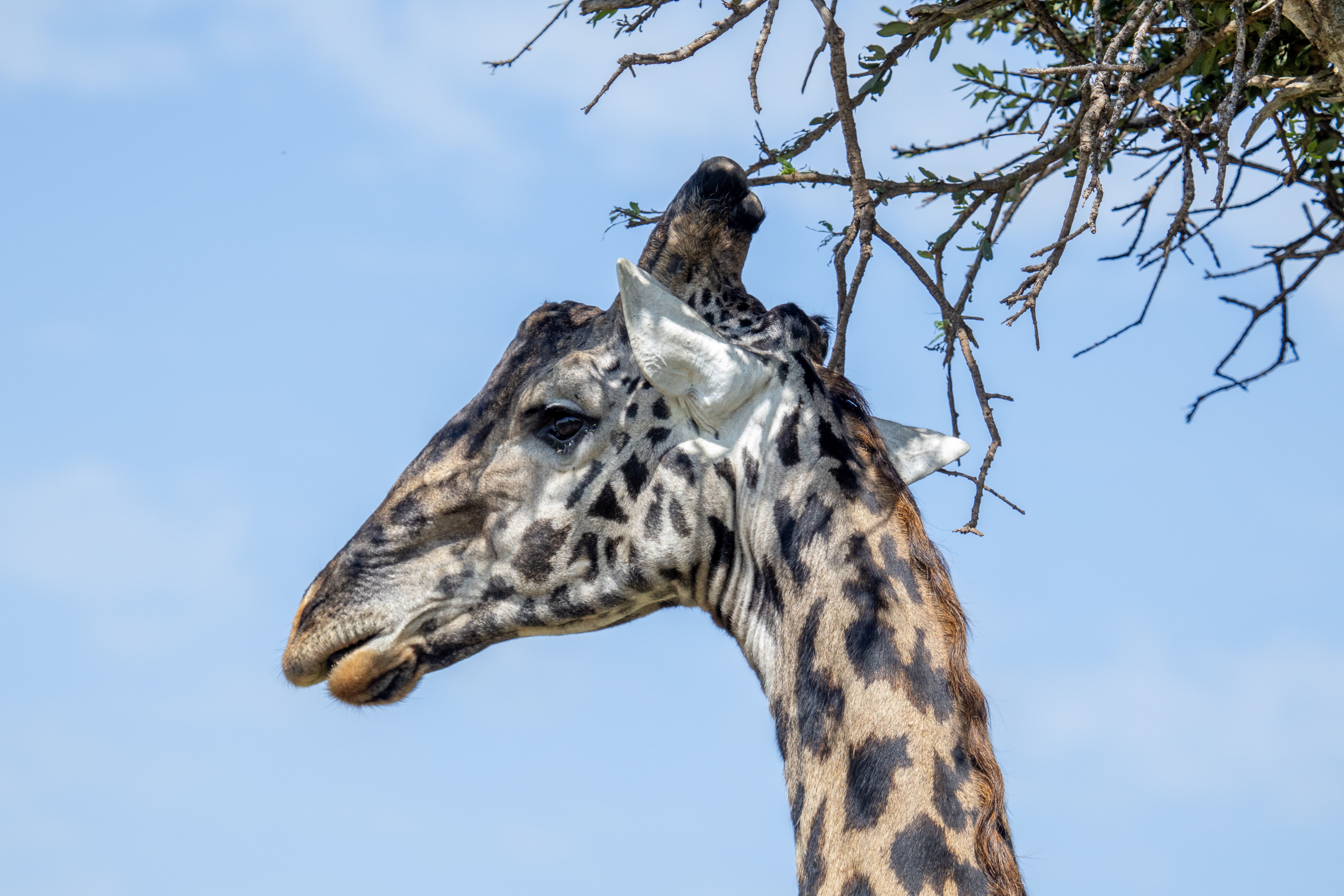 Portrait of a Giraffe · Free Stock Photo