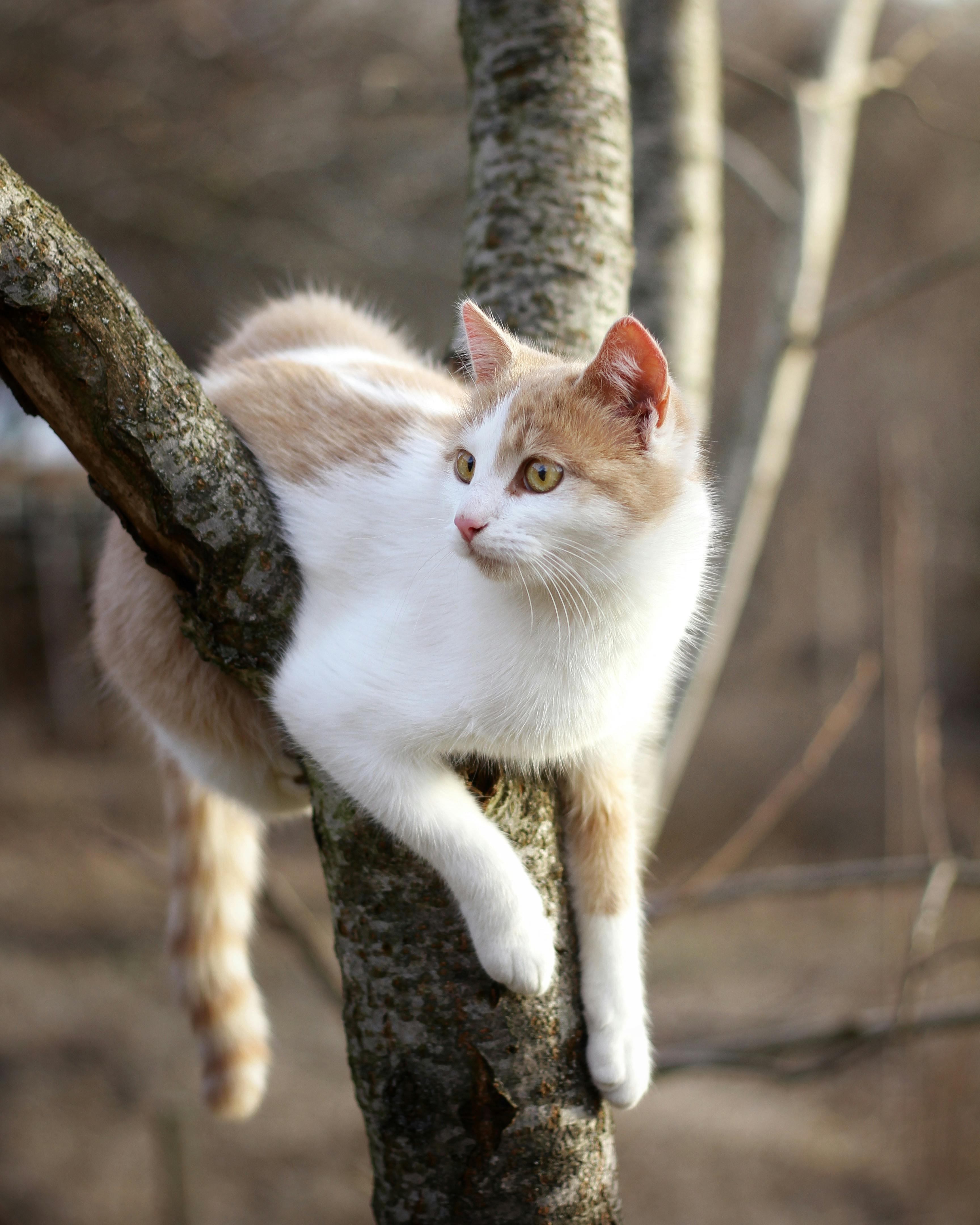 Photo of Cat Climbing on Tree · Free Stock Photo