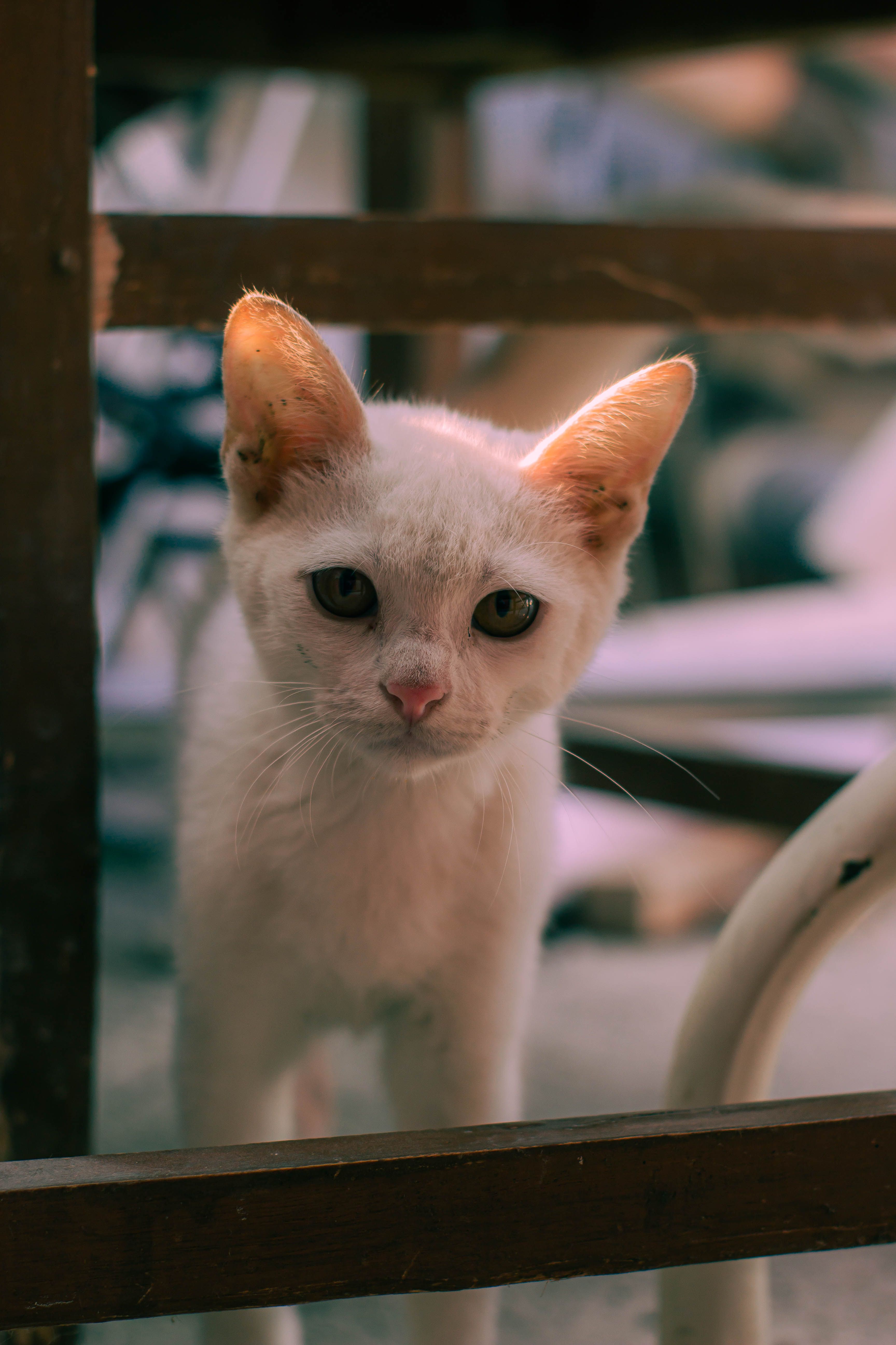 4k Cat Wallpapers Photos, Download The BEST Free 4k Cat Wallpapers ...
