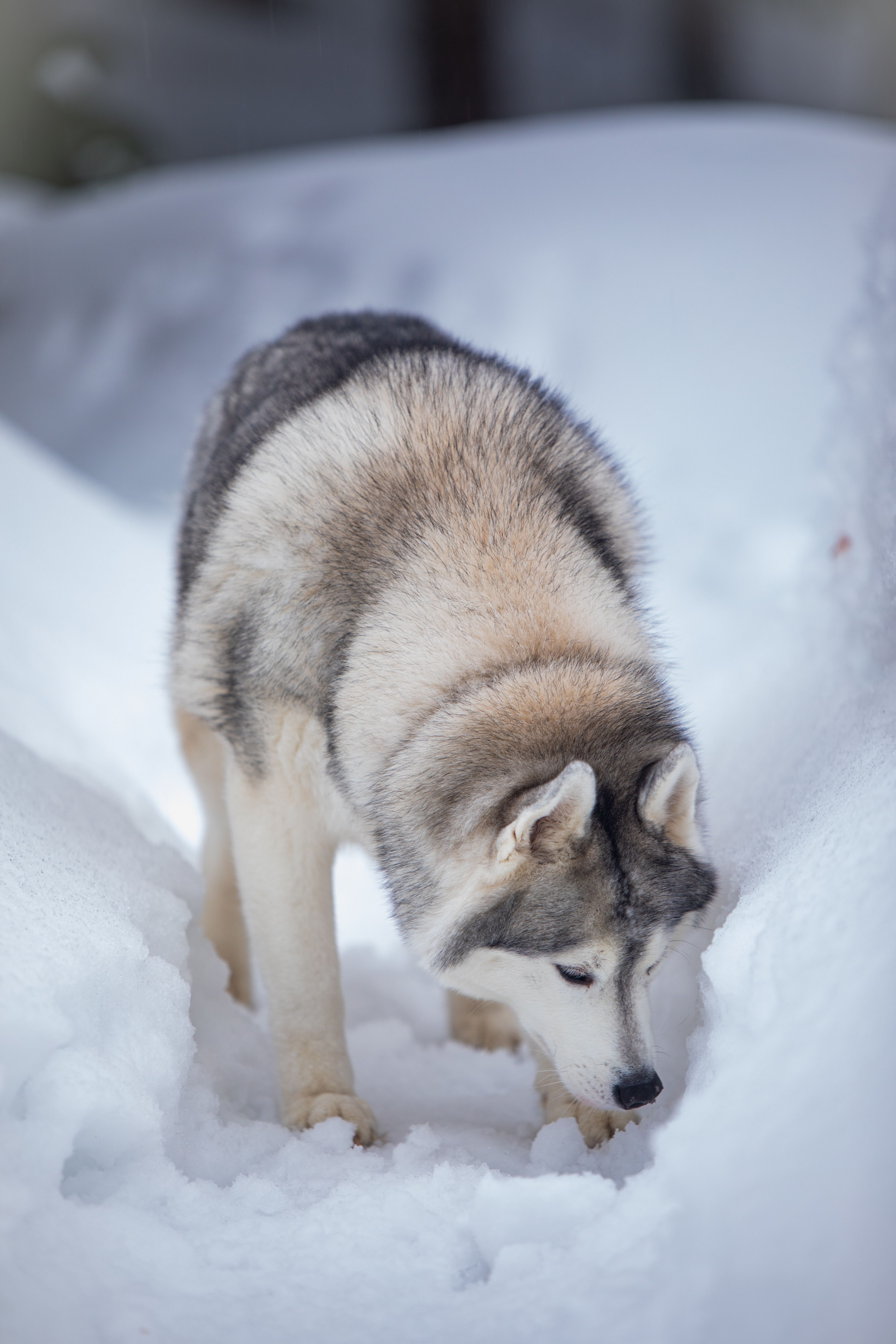 Husky in Snow · Free Stock Photo
