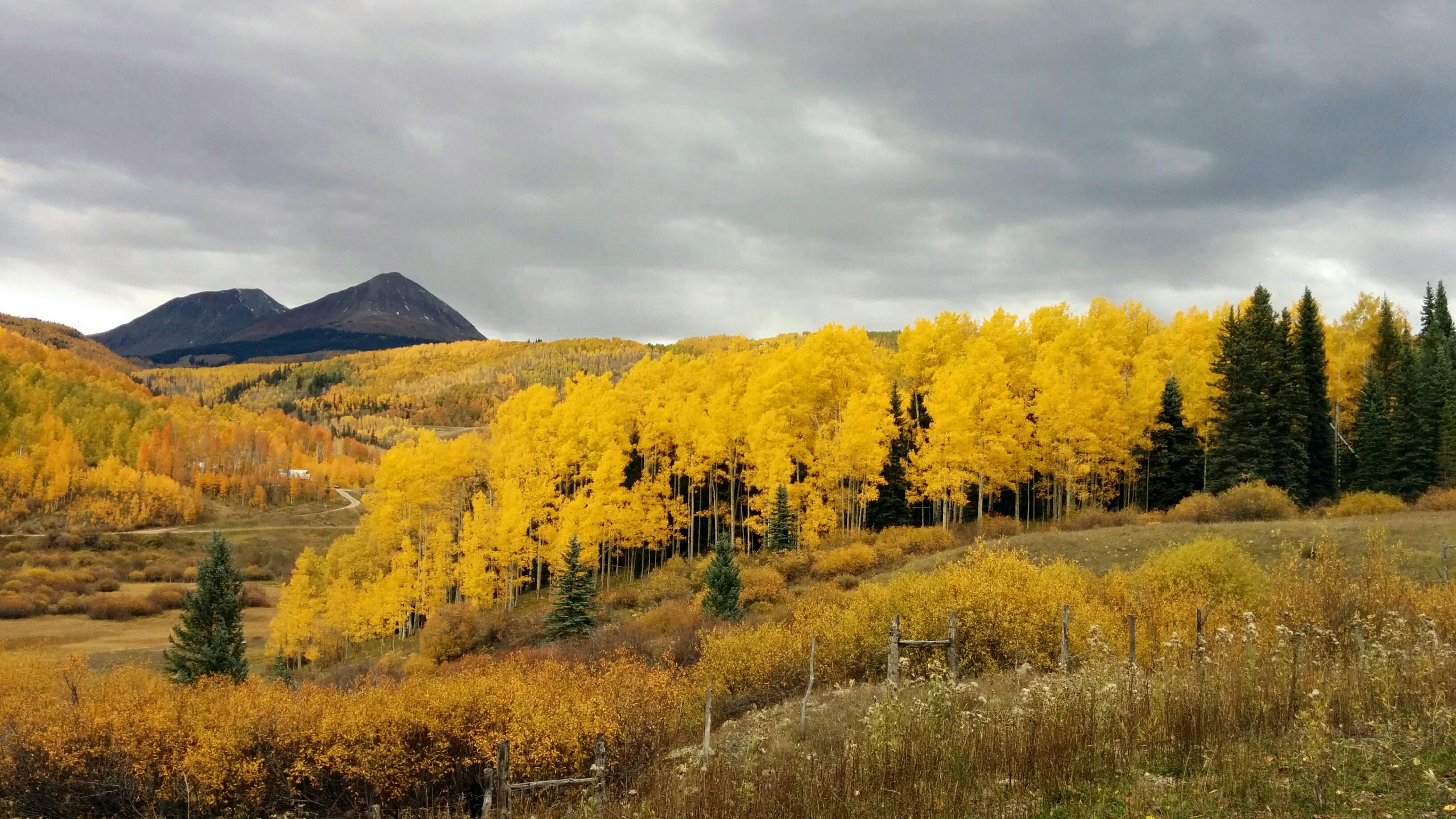 Free stock photo of aspen trees, mountains