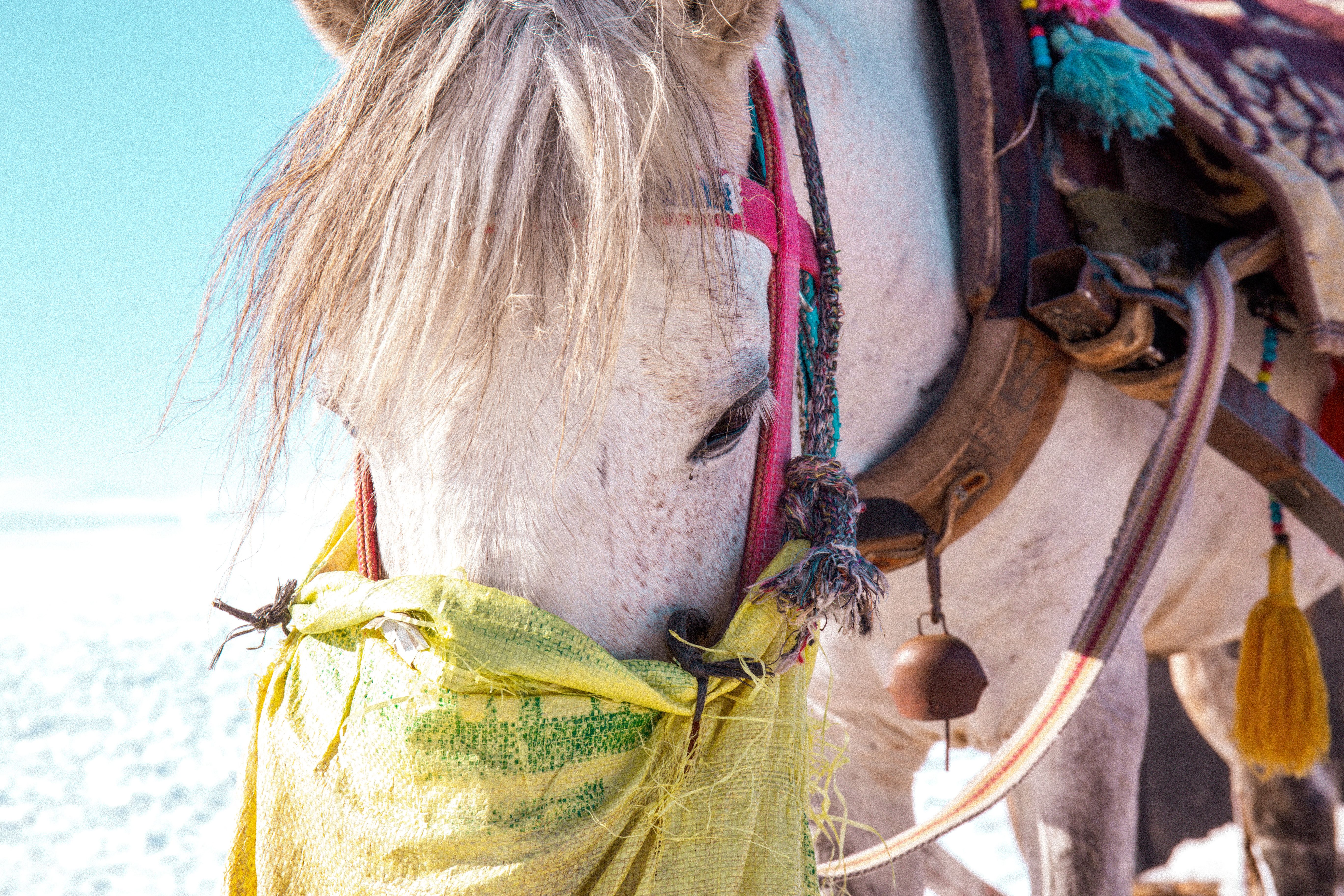 Beautiful Decorated Horse Photos, Download The BEST Free Beautiful ...