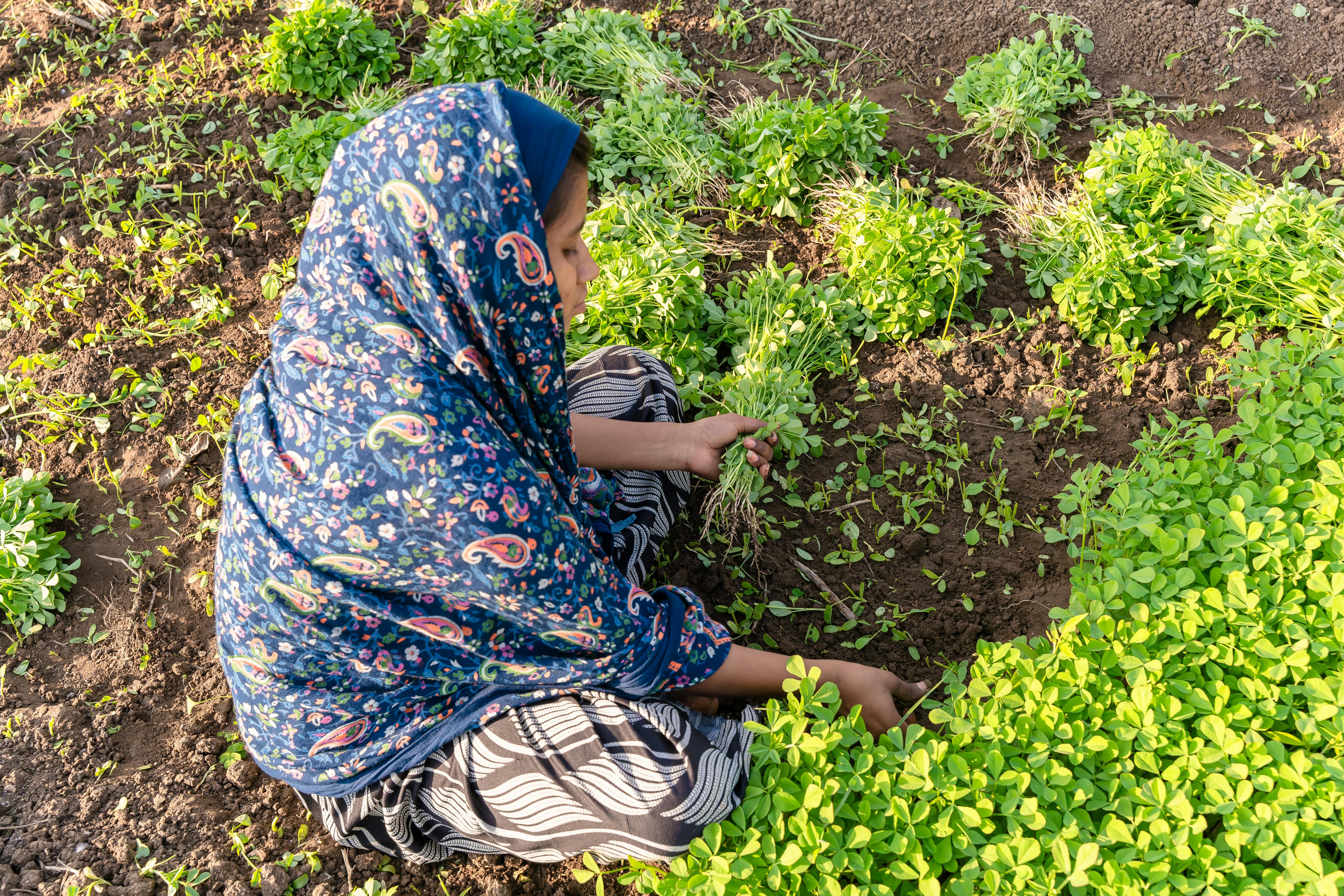 Indian Farm Land Photos, Download The BEST Free Indian Farm Land Stock ...