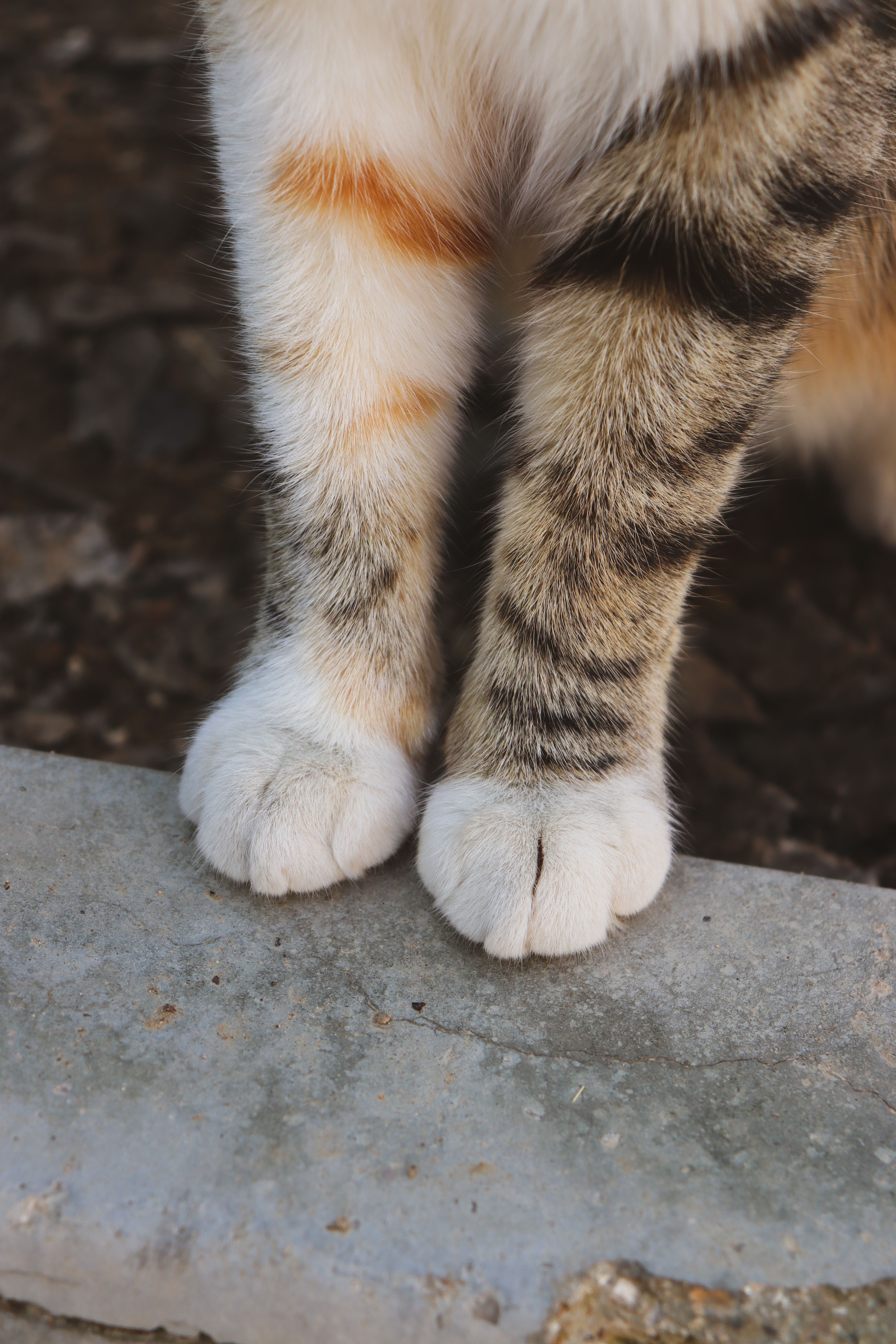 Cat Paws on Wall · Free Stock Photo
