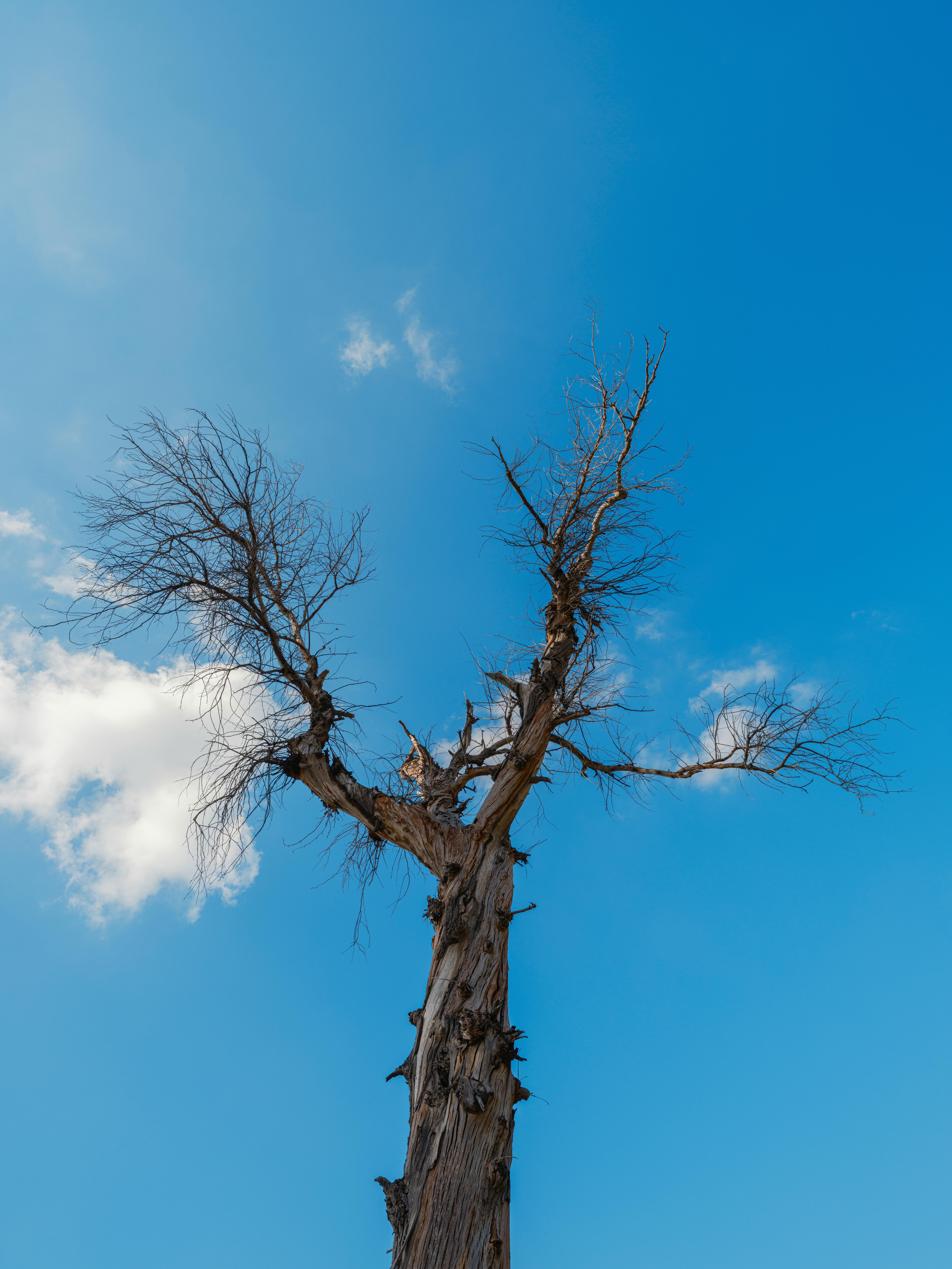 Withered Tree under Clear Sky · Free Stock Photo