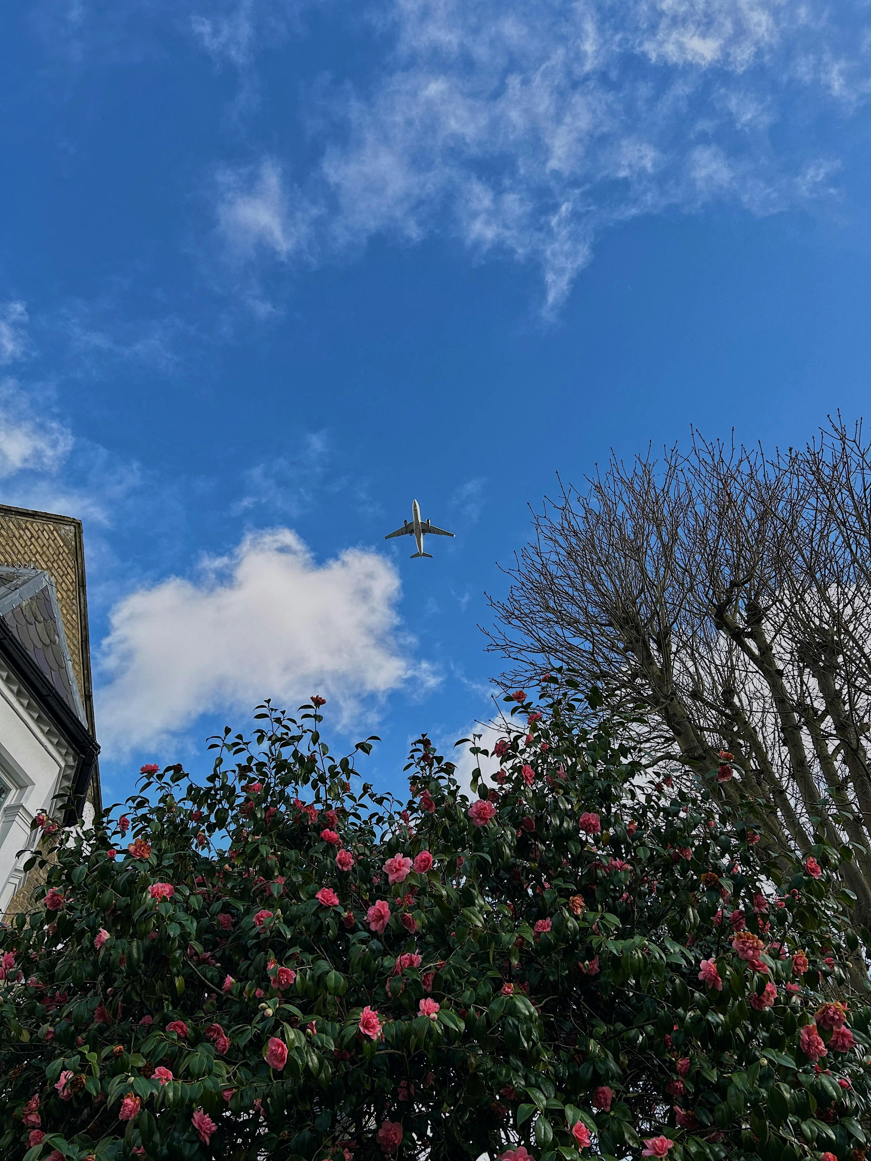 Airplane Flying over Tree and Bush in Spring · Free Stock Photo