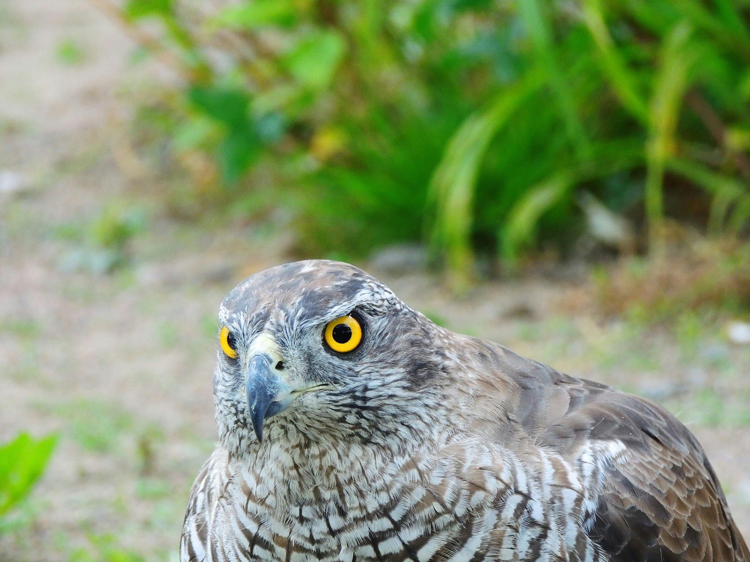 A hawk with yellow eyes sitting on the ground · Free Stock Photo