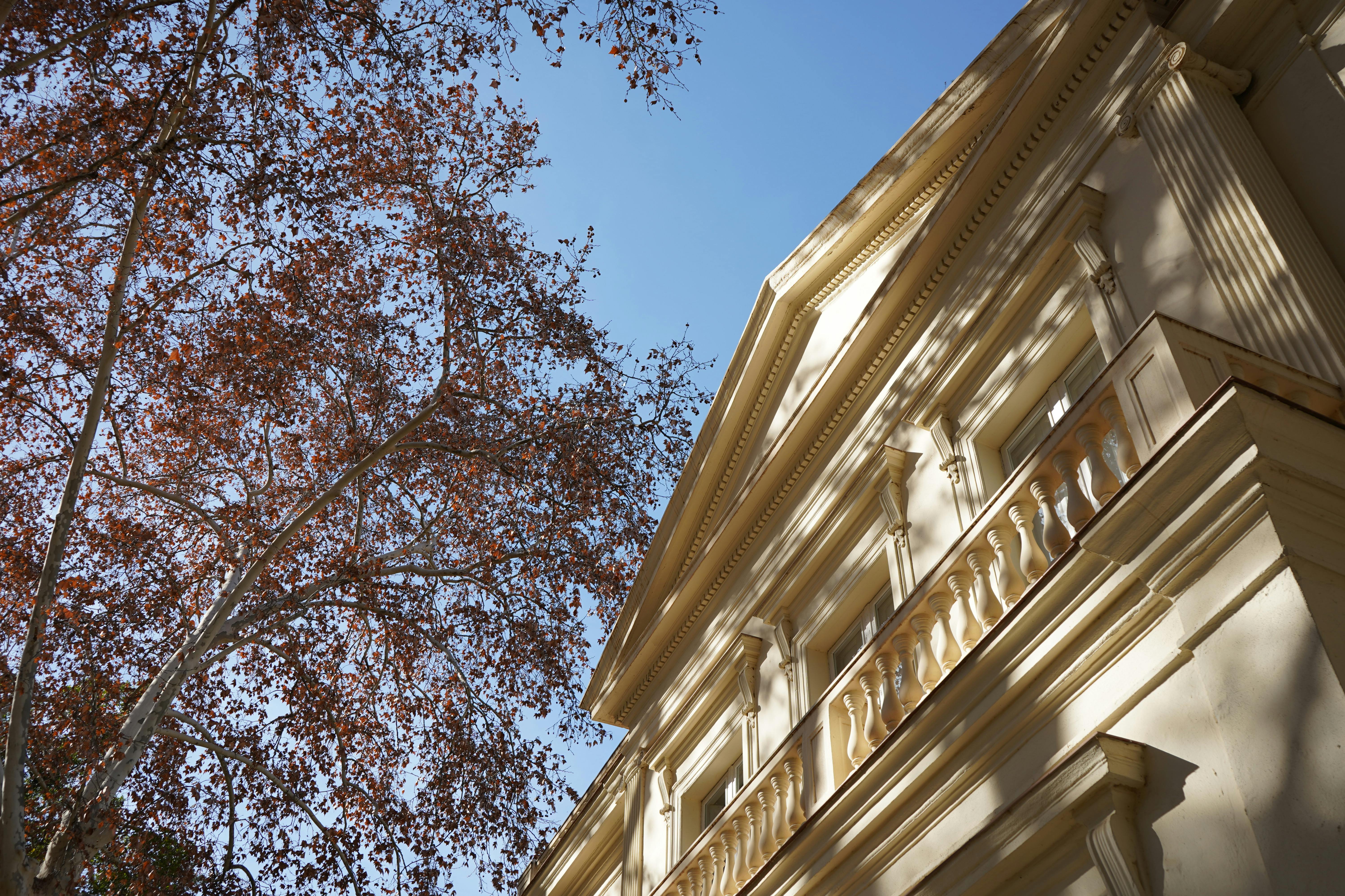 Tree near Vintage Mansion Wall · Free Stock Photo