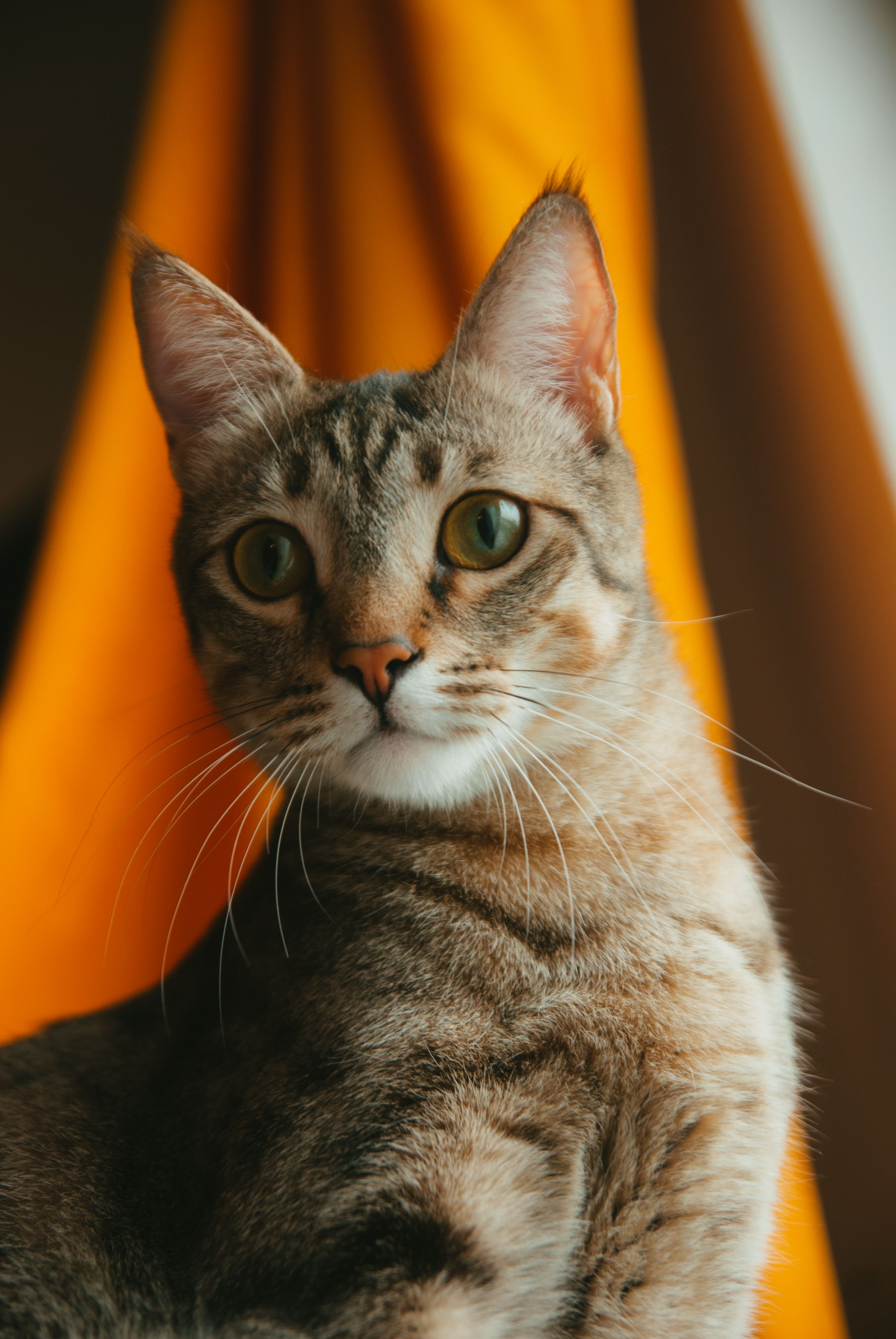 Portrait of Cat · Free Stock Photo