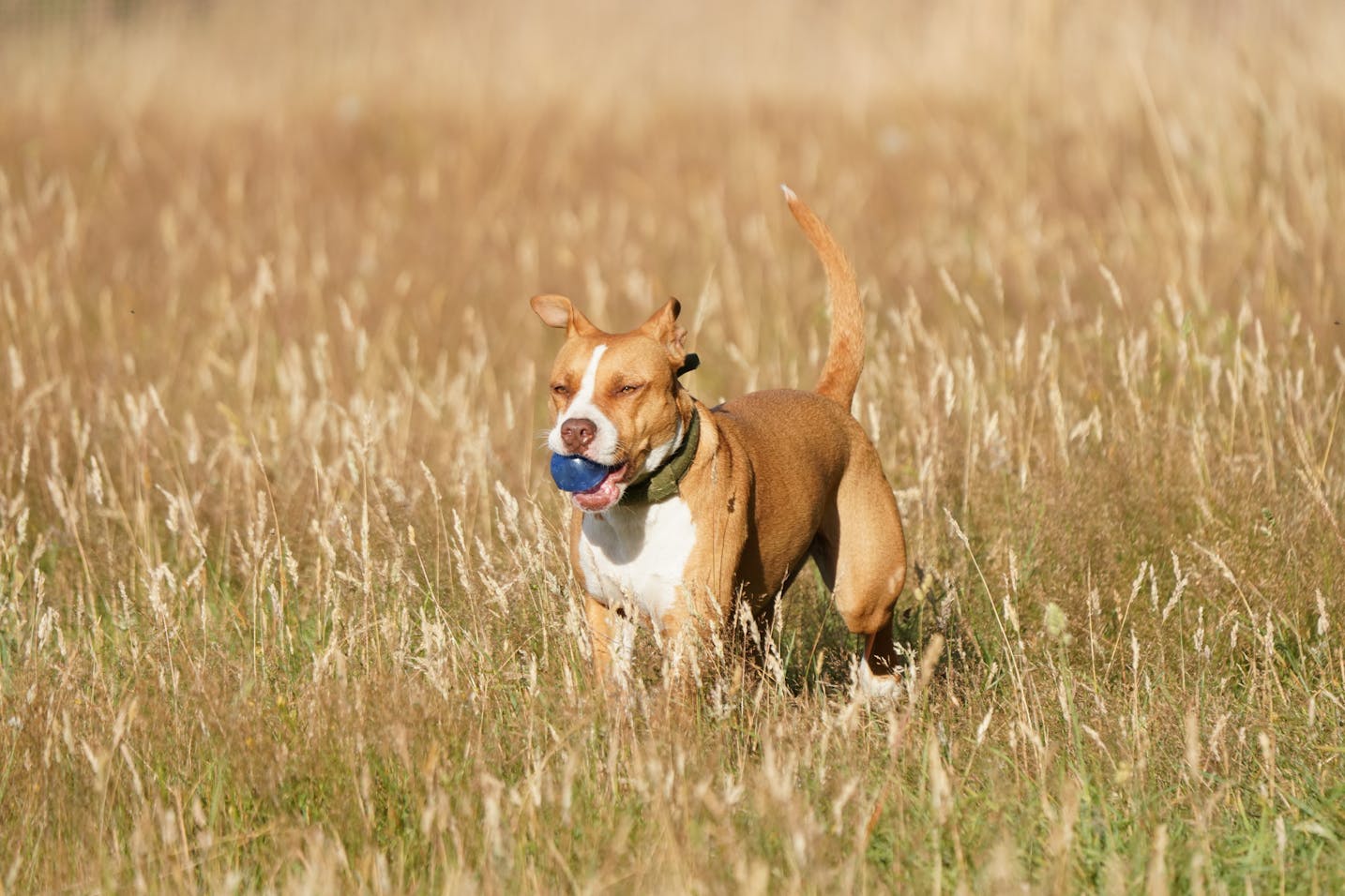 Pit Bull Bans Explained: Is There a Ban on Pit Bulls?